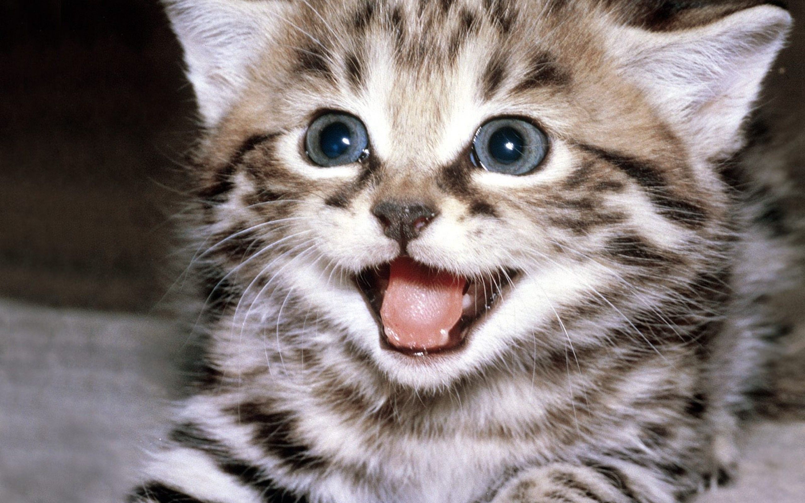 Cat Smiling Wallpapers - Wallpaper Cave