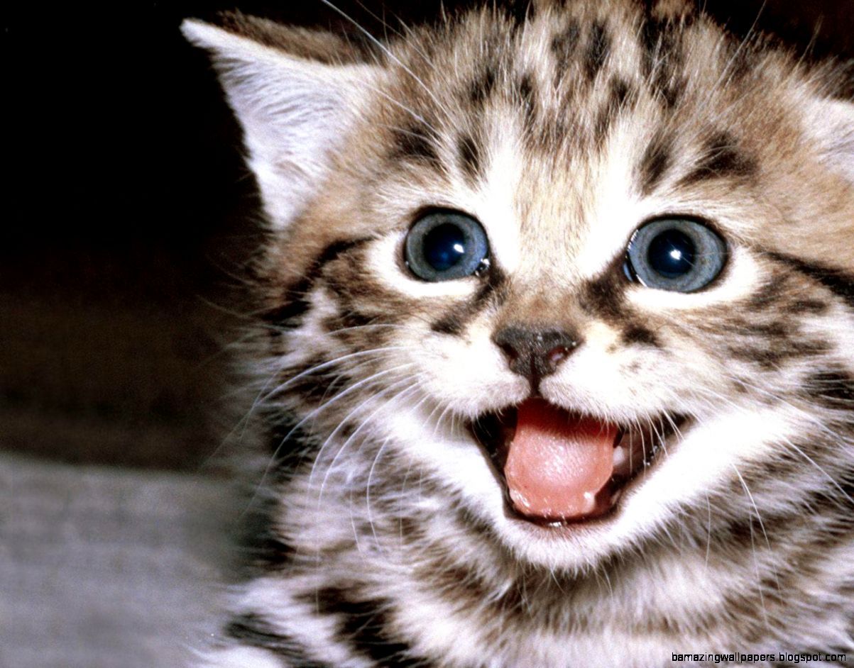 Cat Smiling Wallpapers - Wallpaper Cave
