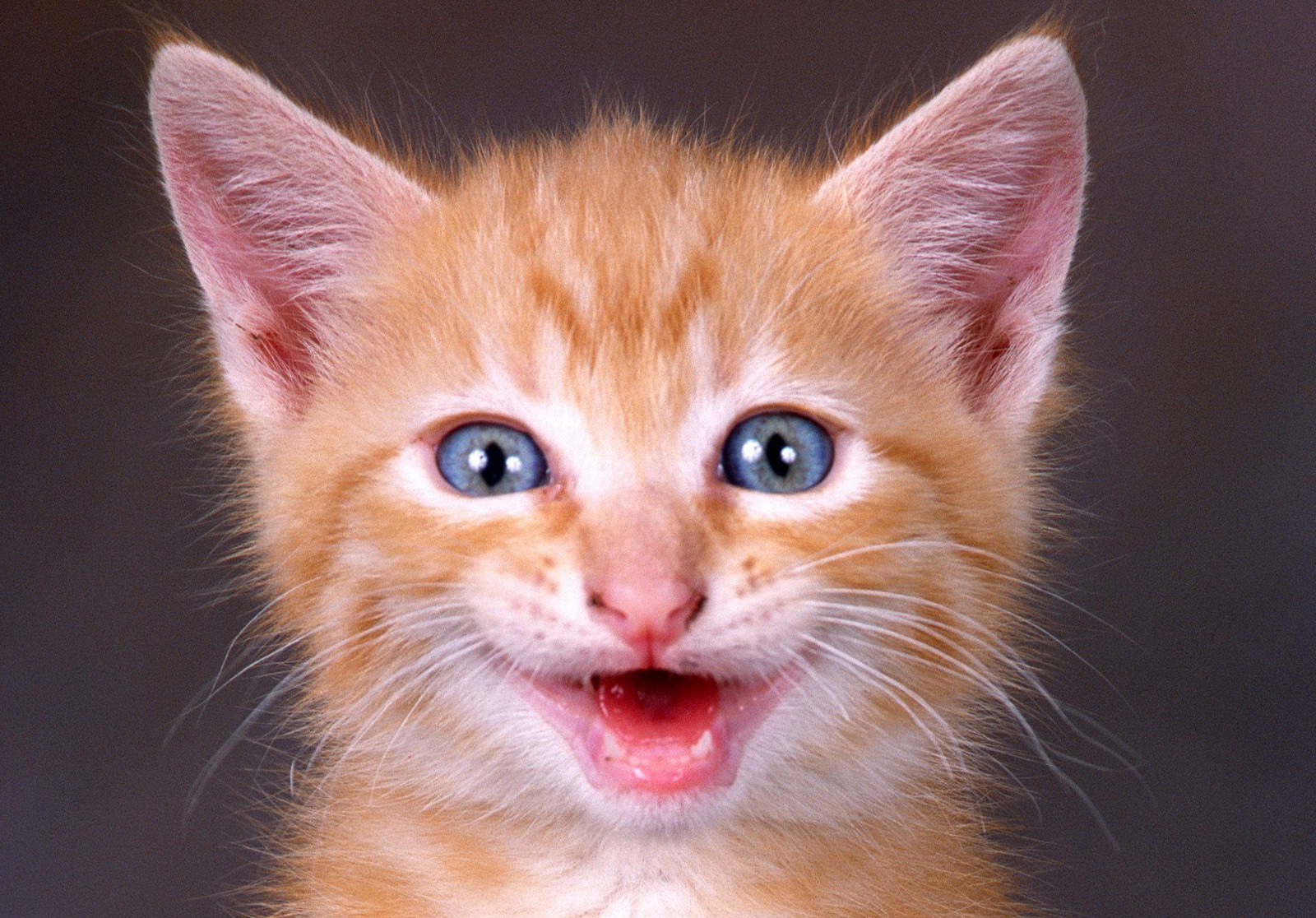 Cat Smiling Wallpapers - Wallpaper Cave