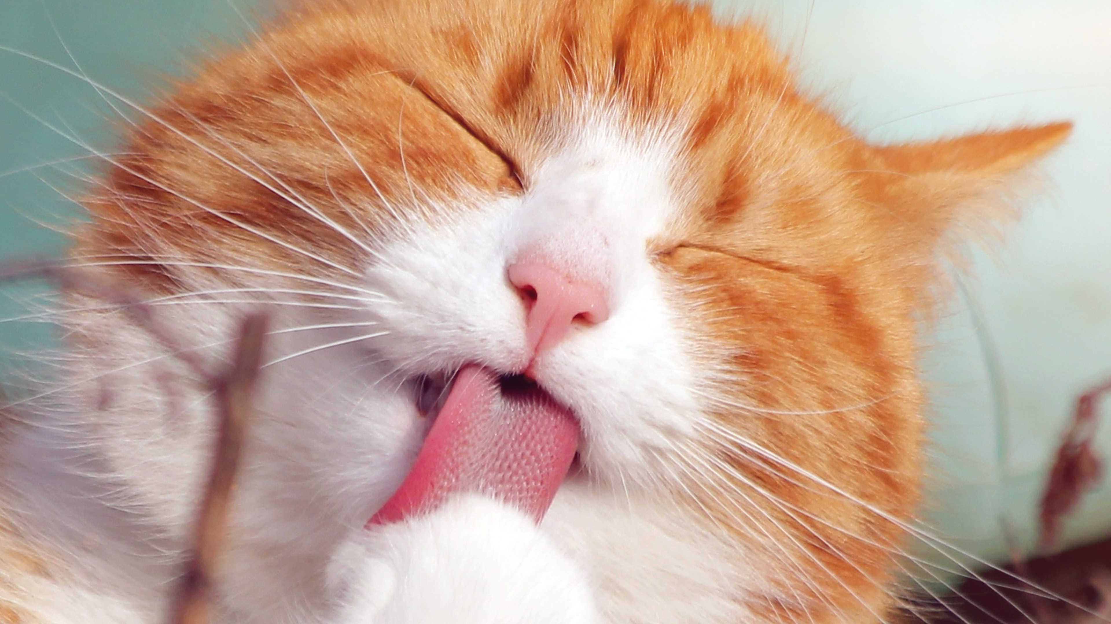 Cat Smiling Wallpapers - Wallpaper Cave