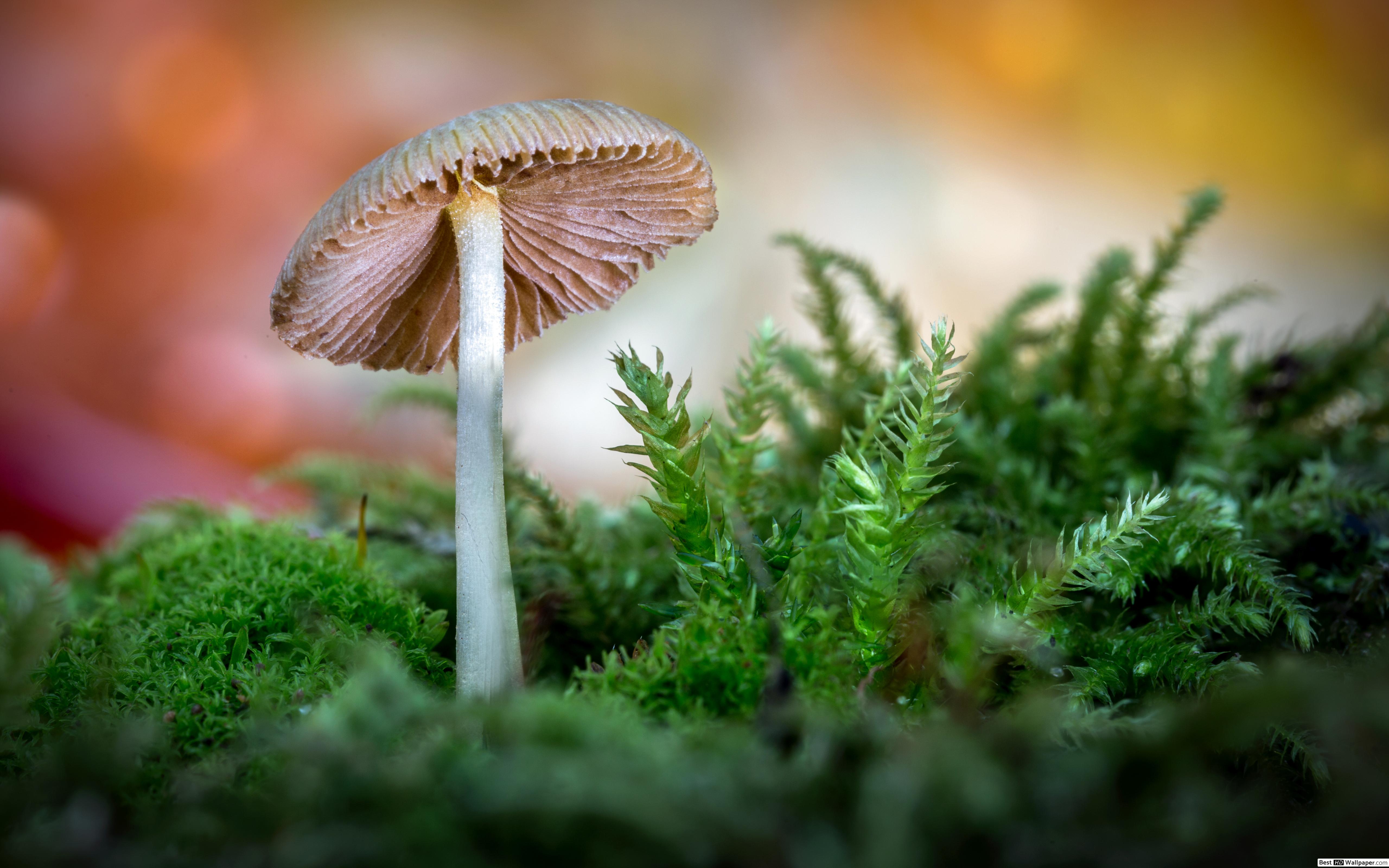 Mushroom Frog Wallpapers - Wallpaper Cave