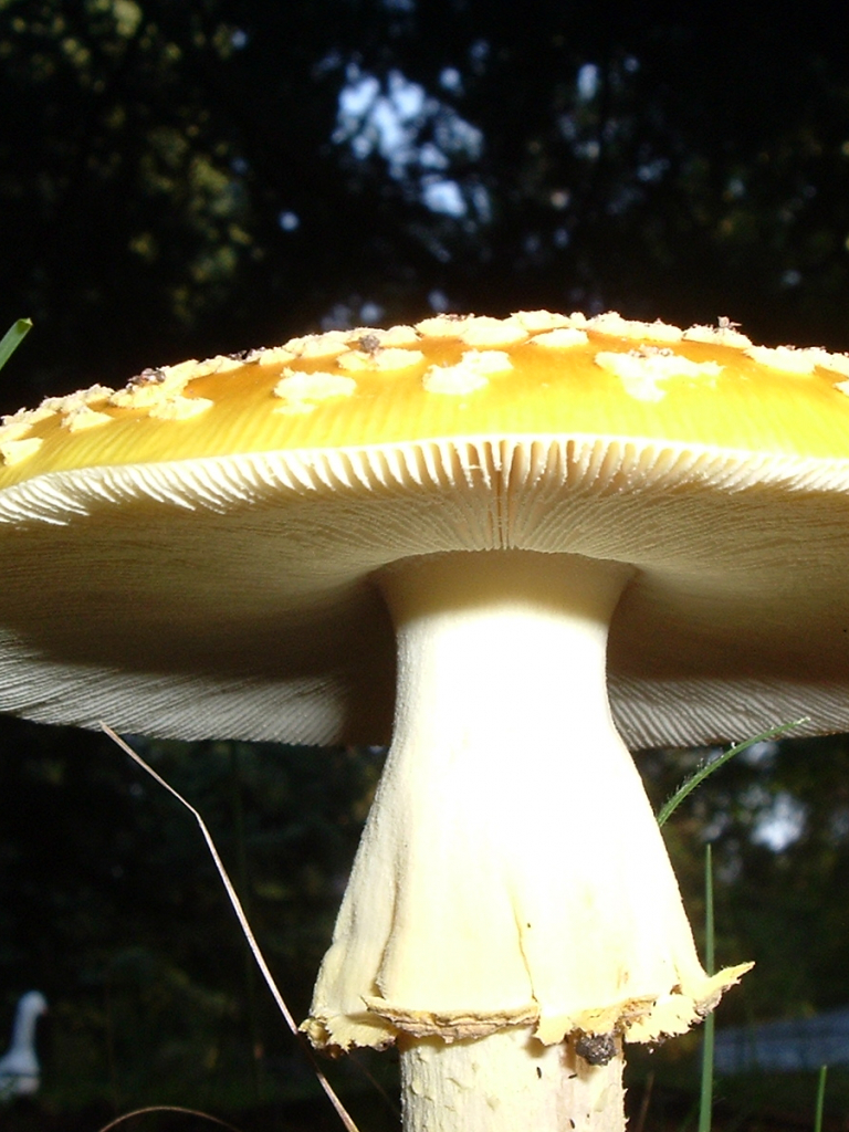 Mushroom Frog Wallpapers - Wallpaper Cave