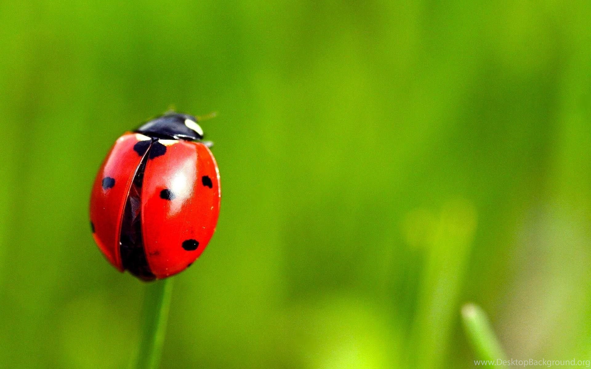 Ladybug Cute Wallpapers - Wallpaper Cave