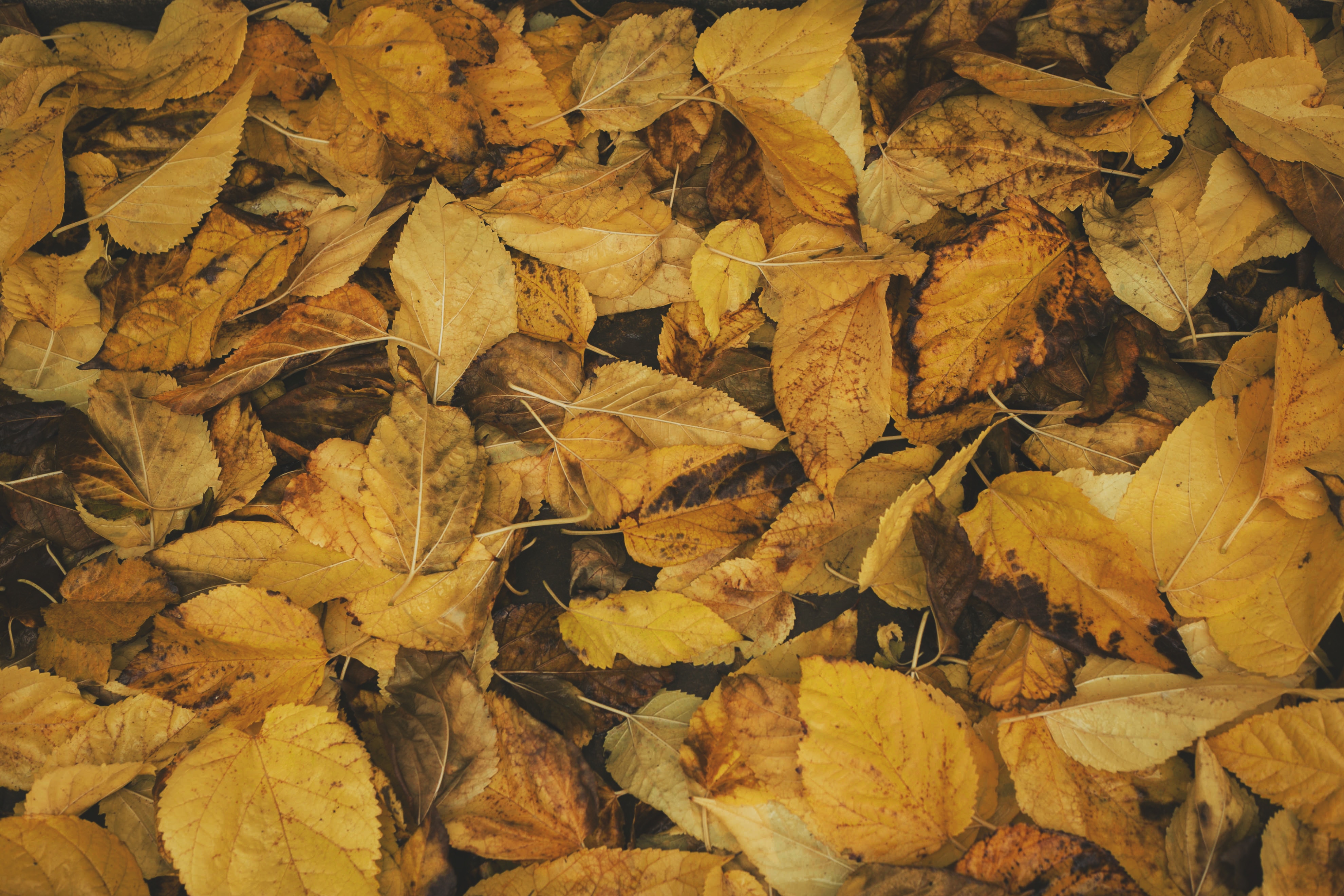 Textured Autumn Wallpapers - Wallpaper Cave