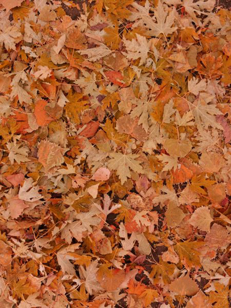 Textured Autumn Wallpapers - Wallpaper Cave