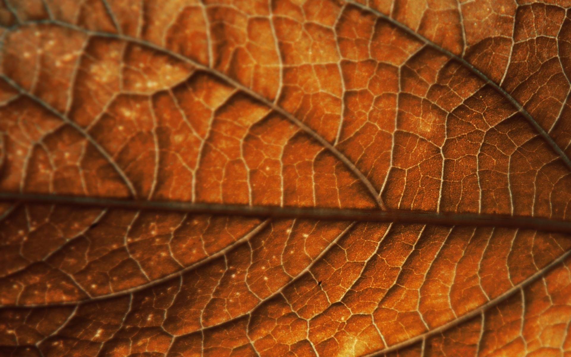 Textured Autumn Wallpapers - Wallpaper Cave