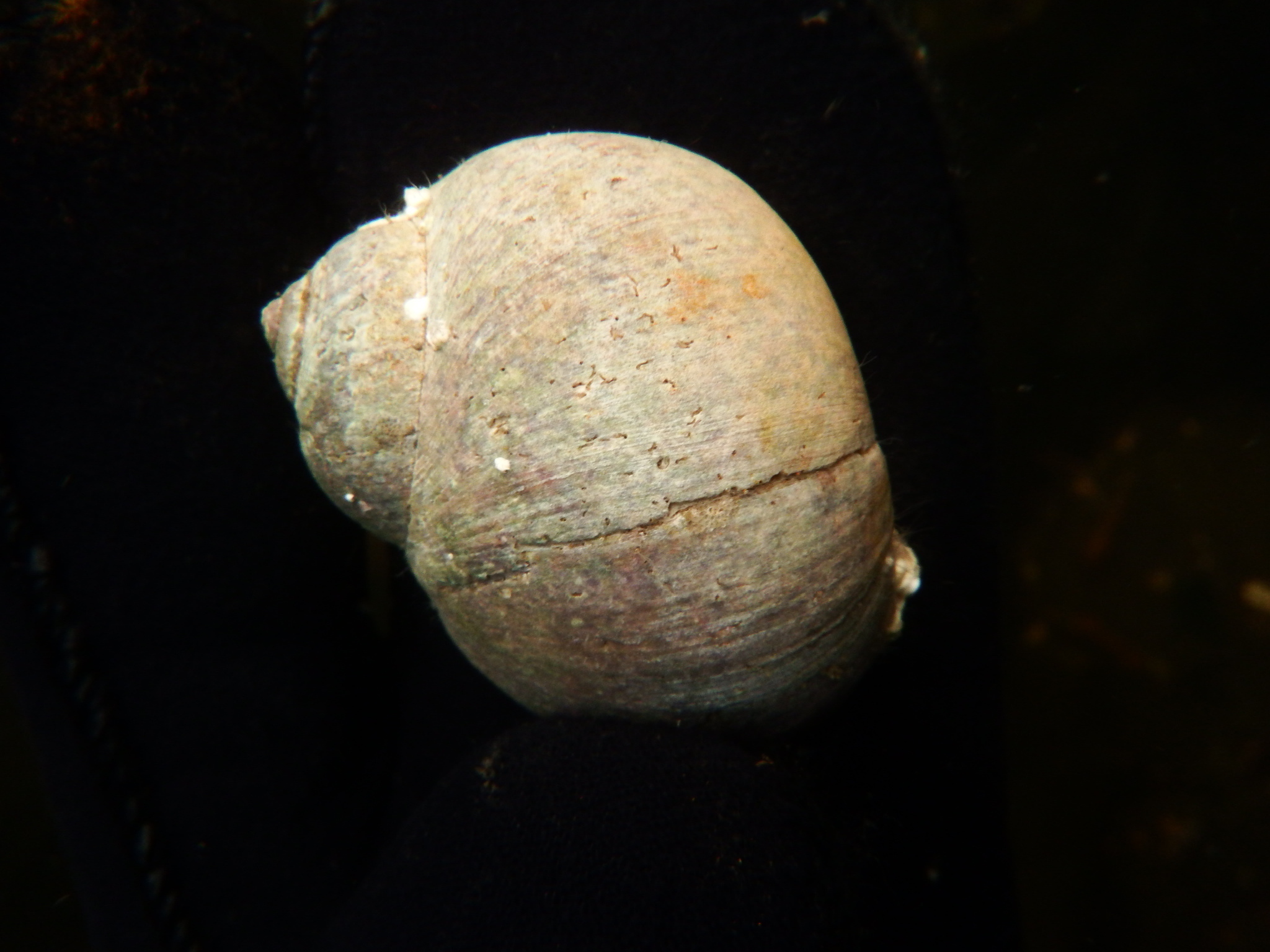 Moon Snail Wallpapers - Wallpaper Cave