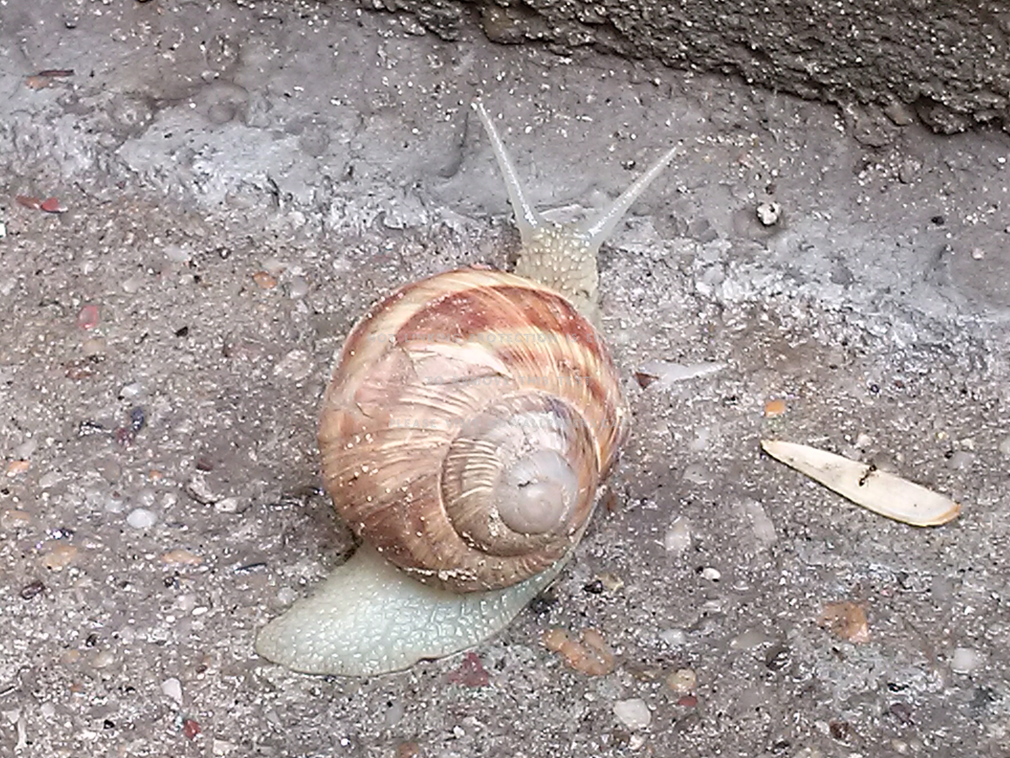 Moon Snail Wallpapers - Wallpaper Cave