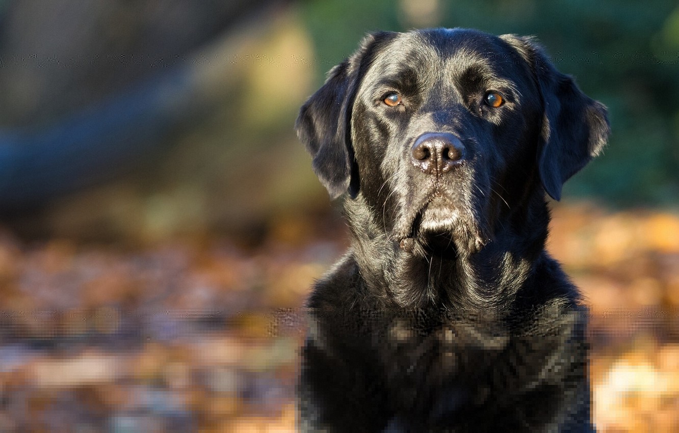 American Labrador Wallpapers - Wallpaper Cave