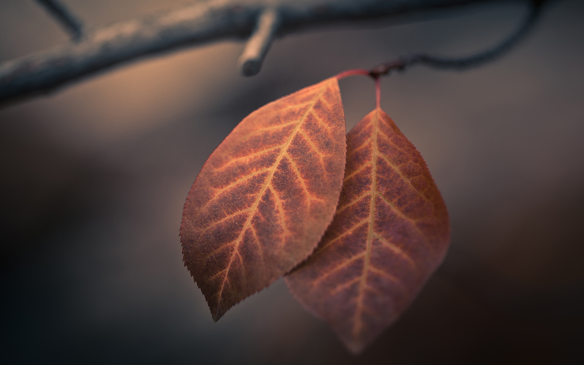Autumn Faded Wallpapers - Wallpaper Cave