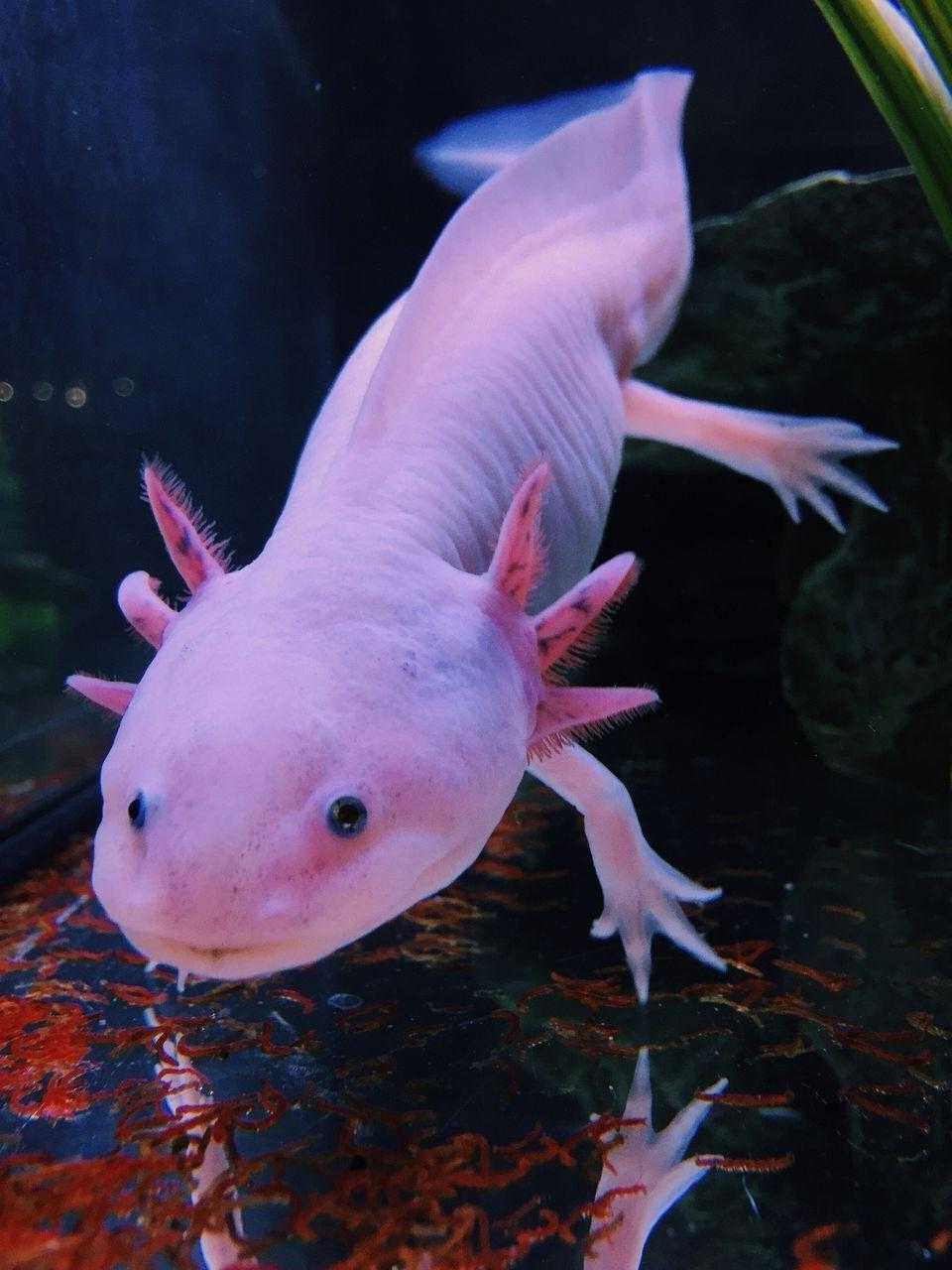 Axolotl Aesthetic Wallpapers - Wallpaper Cave