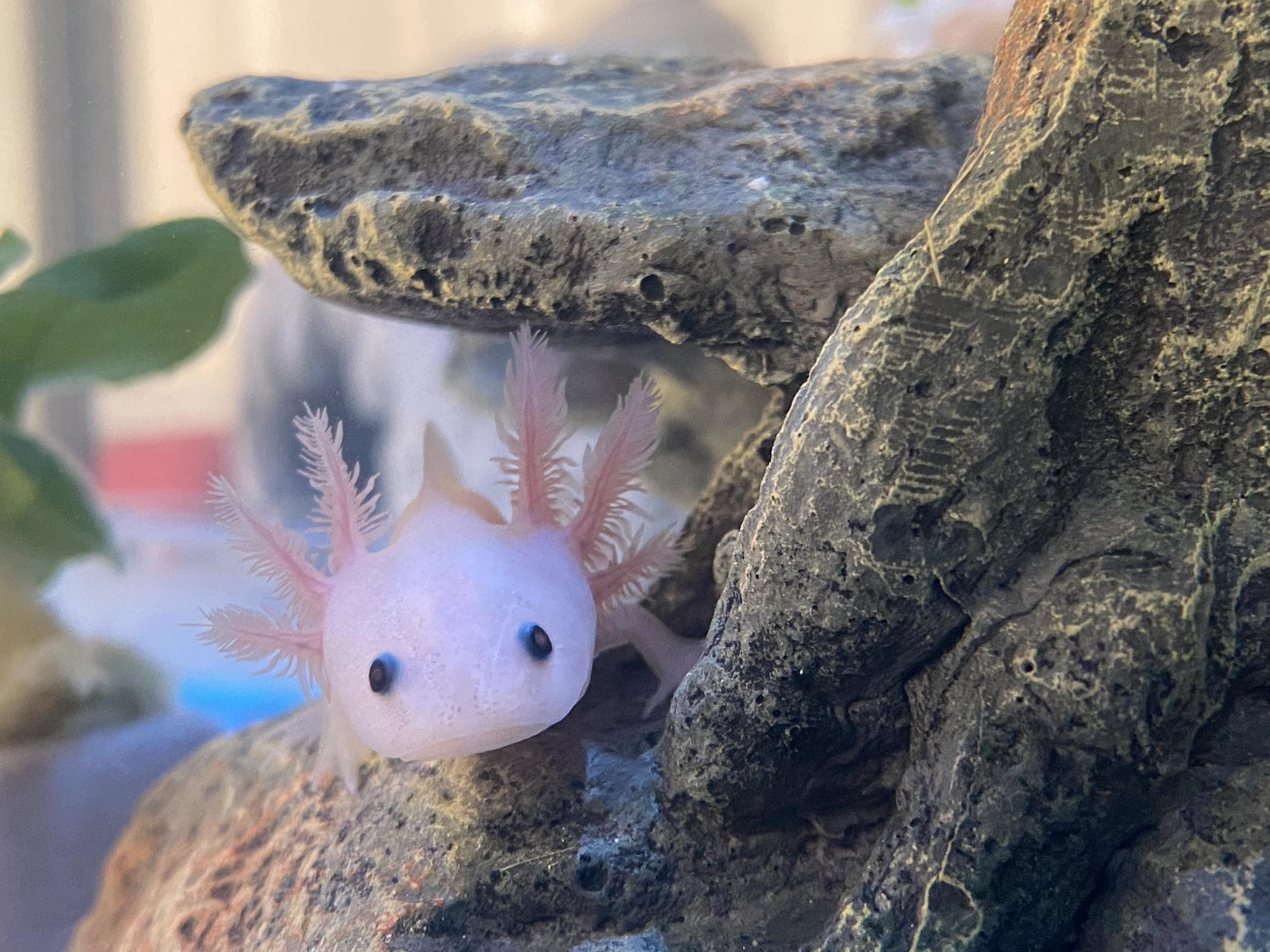 Axolotl Aesthetic Wallpapers - Wallpaper Cave