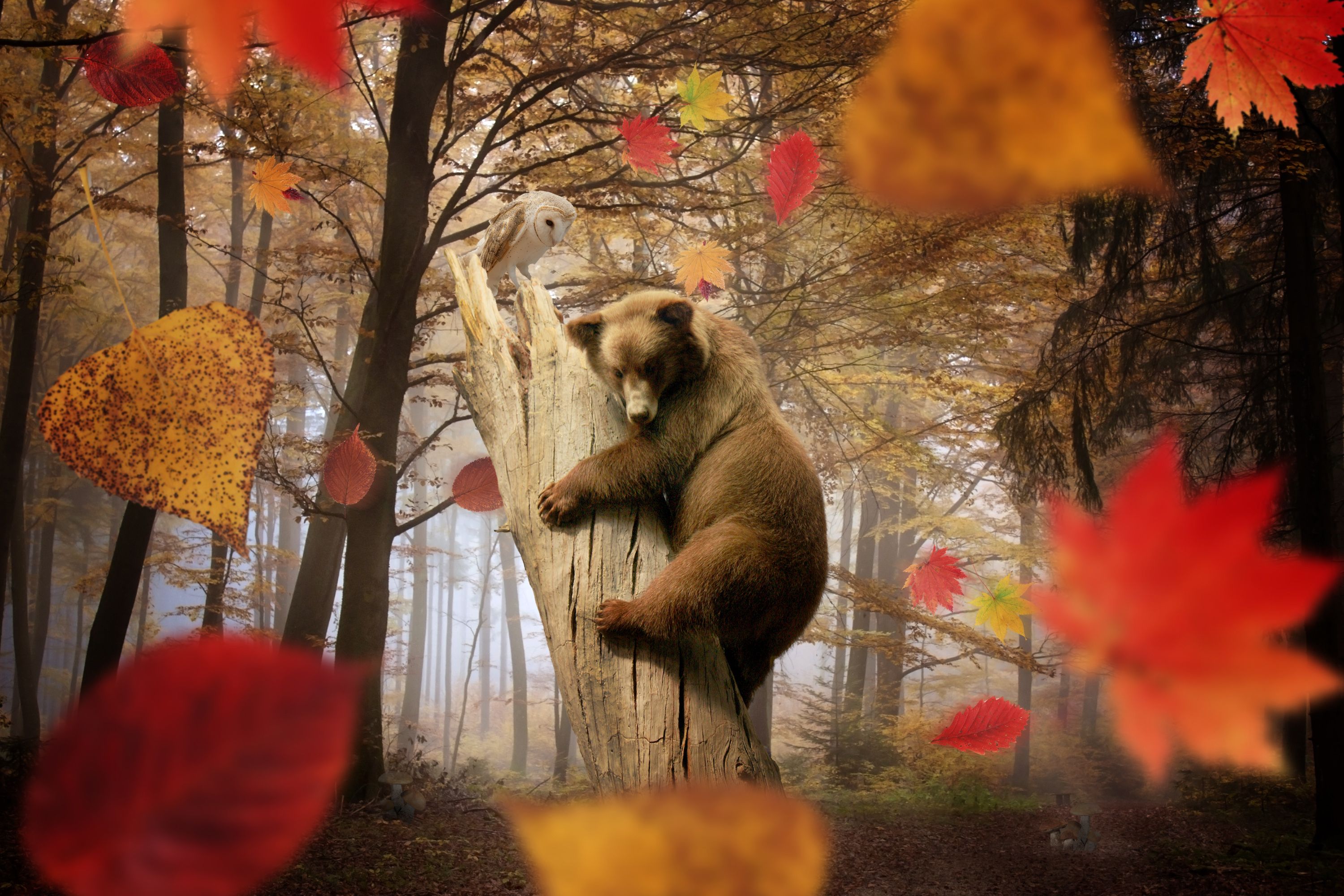 Autumn Bear Wallpapers - Wallpaper Cave