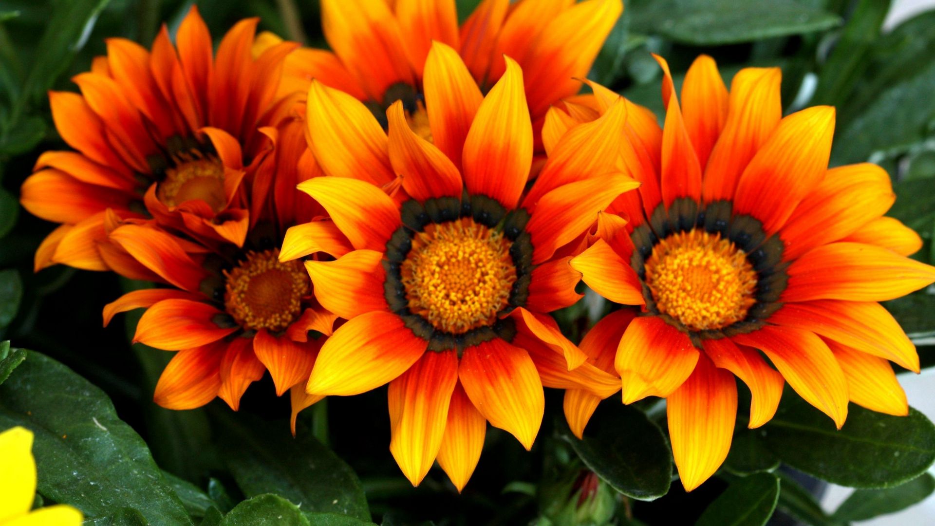 Colorful Flowers Leaves Wallpapers - Wallpaper Cave