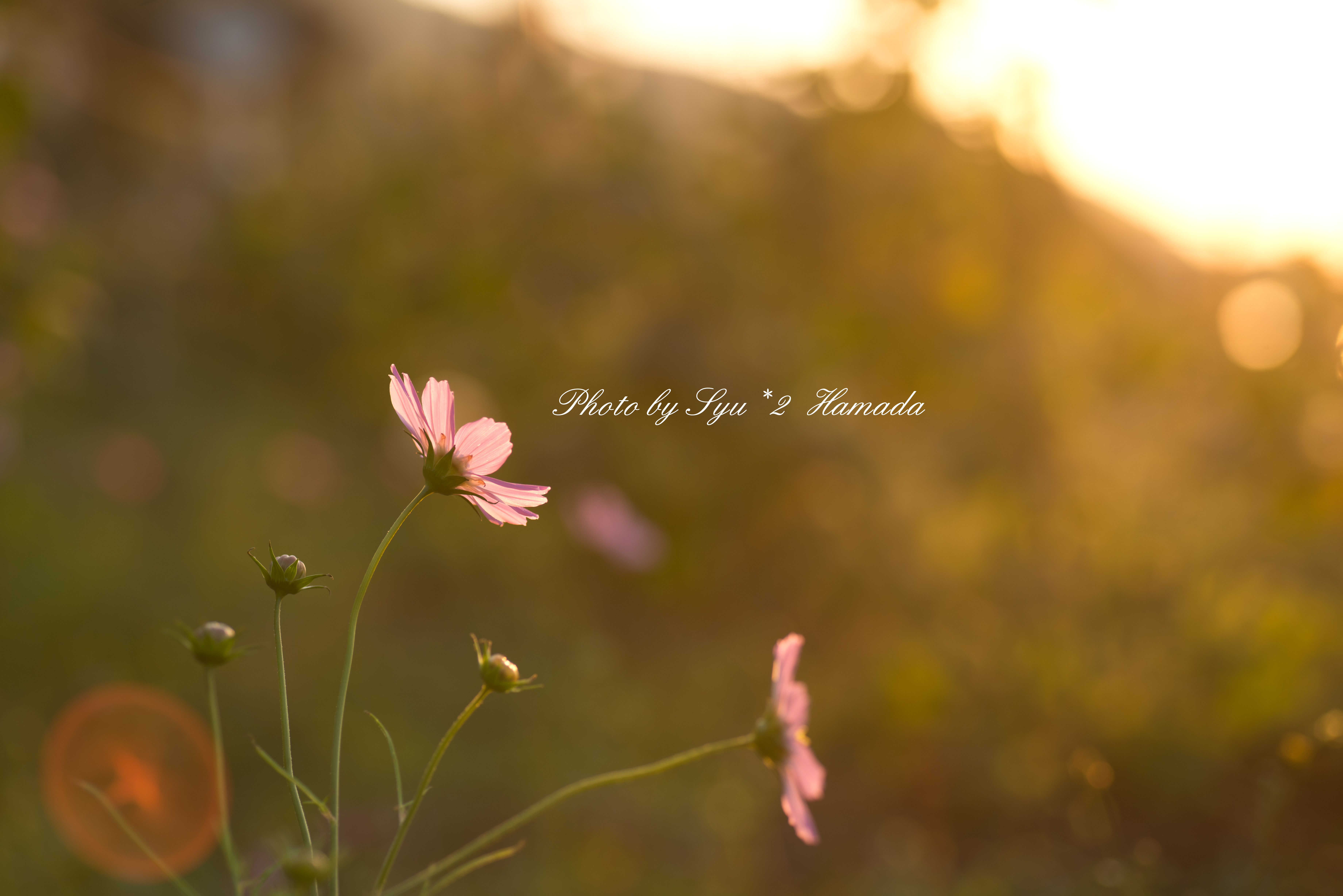 Flower Autumn Wallpapers - Wallpaper Cave