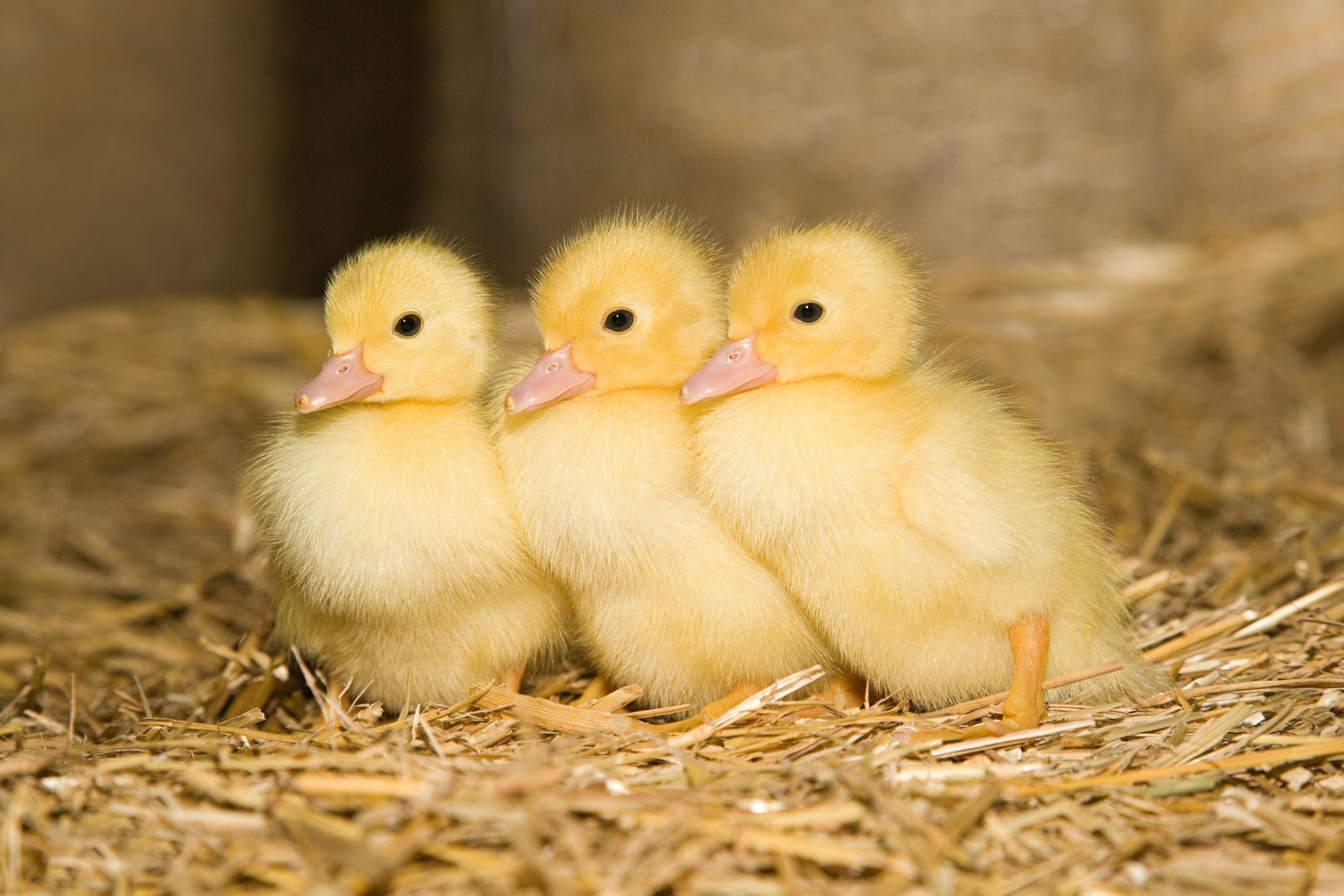 Baby Pets Wallpapers - Wallpaper Cave