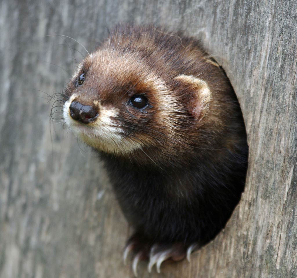 Polecat Wallpapers - Wallpaper Cave