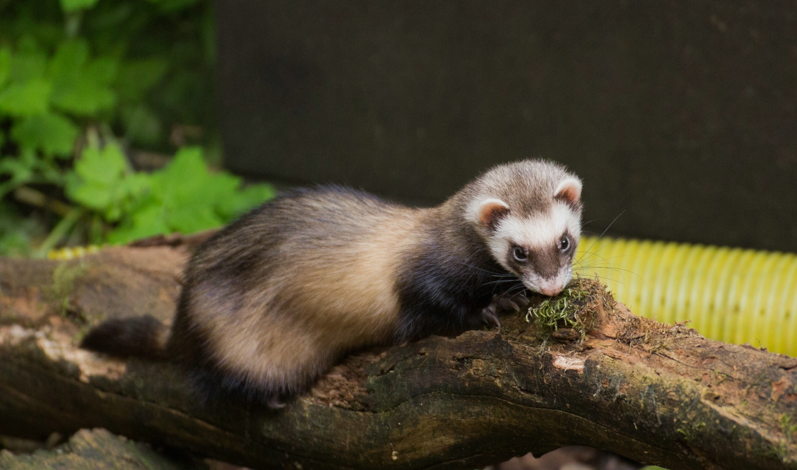 Polecat Wallpapers - Wallpaper Cave