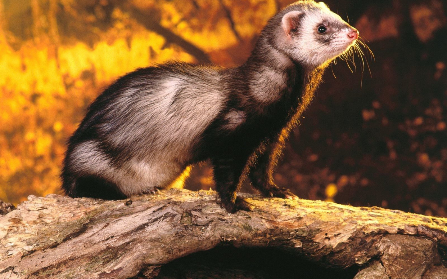 Polecat Wallpapers - Wallpaper Cave