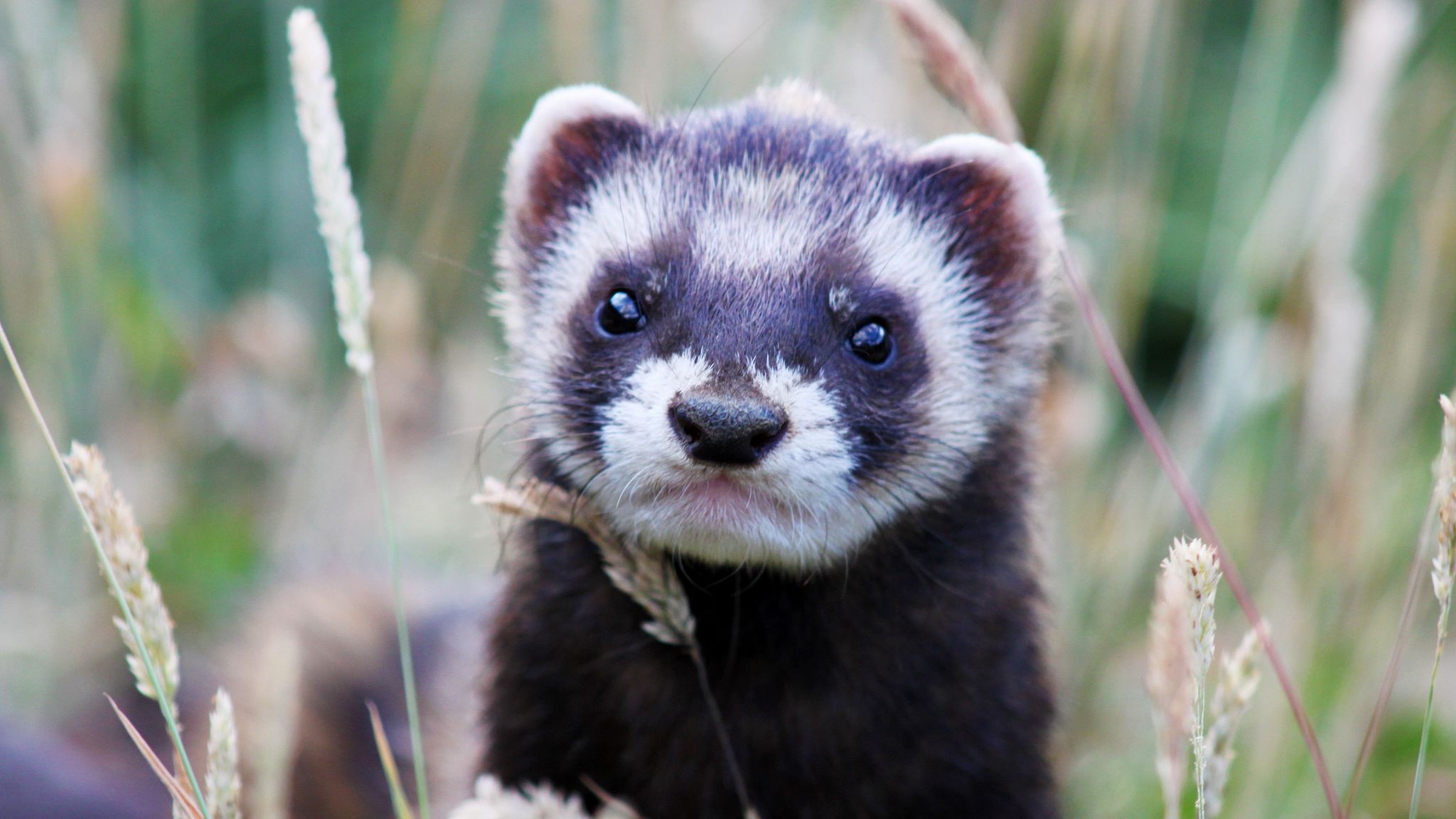 Polecat Wallpapers - Wallpaper Cave