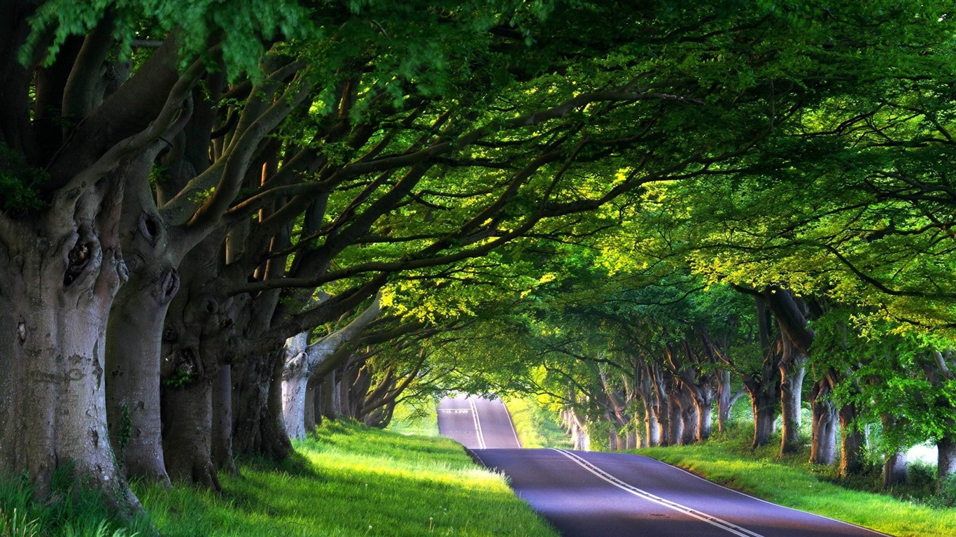 Summer Tree Road Wallpapers - Wallpaper Cave