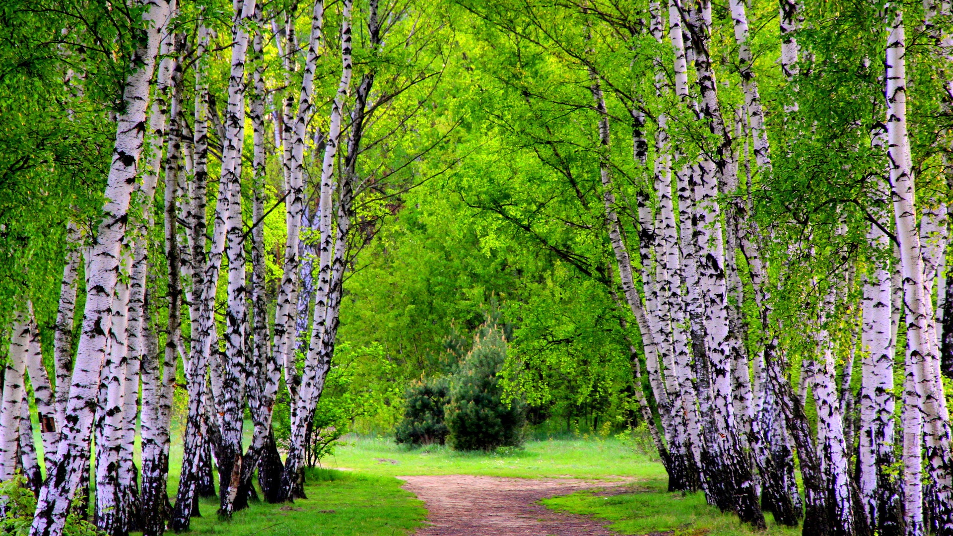 Summer Tree Road Wallpapers - Wallpaper Cave