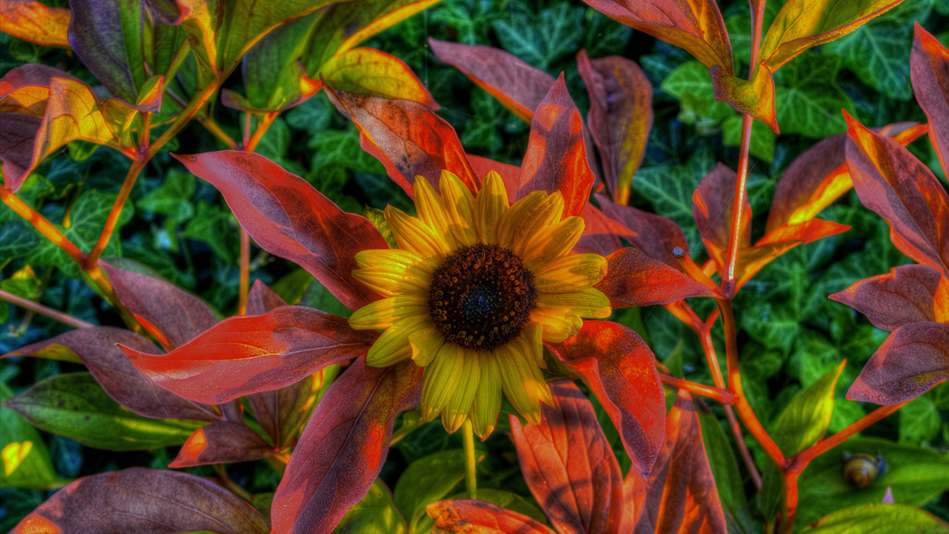 Sunflowers Autumn Wallpapers - Wallpaper Cave