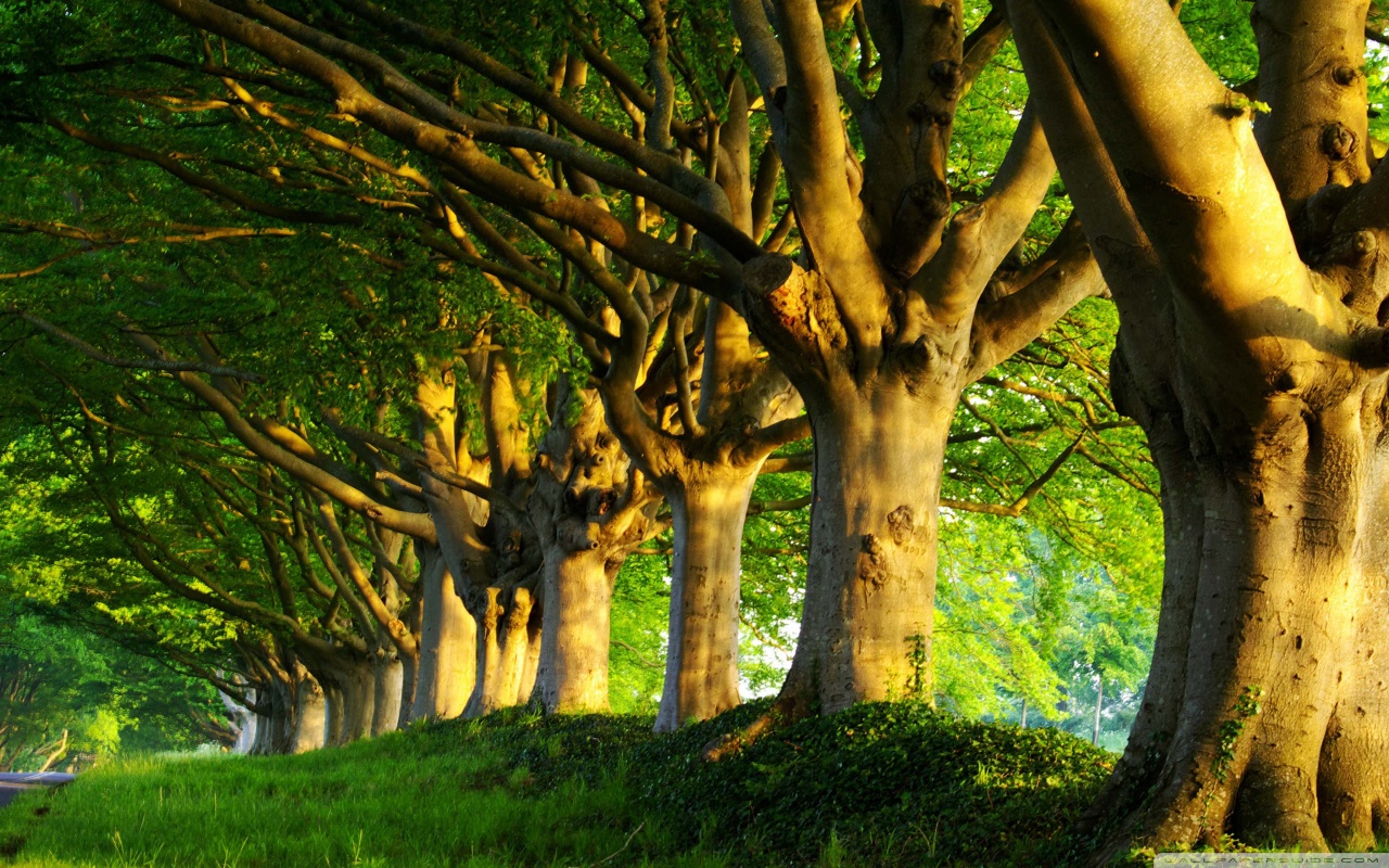 Summer Tree Road Wallpapers - Wallpaper Cave