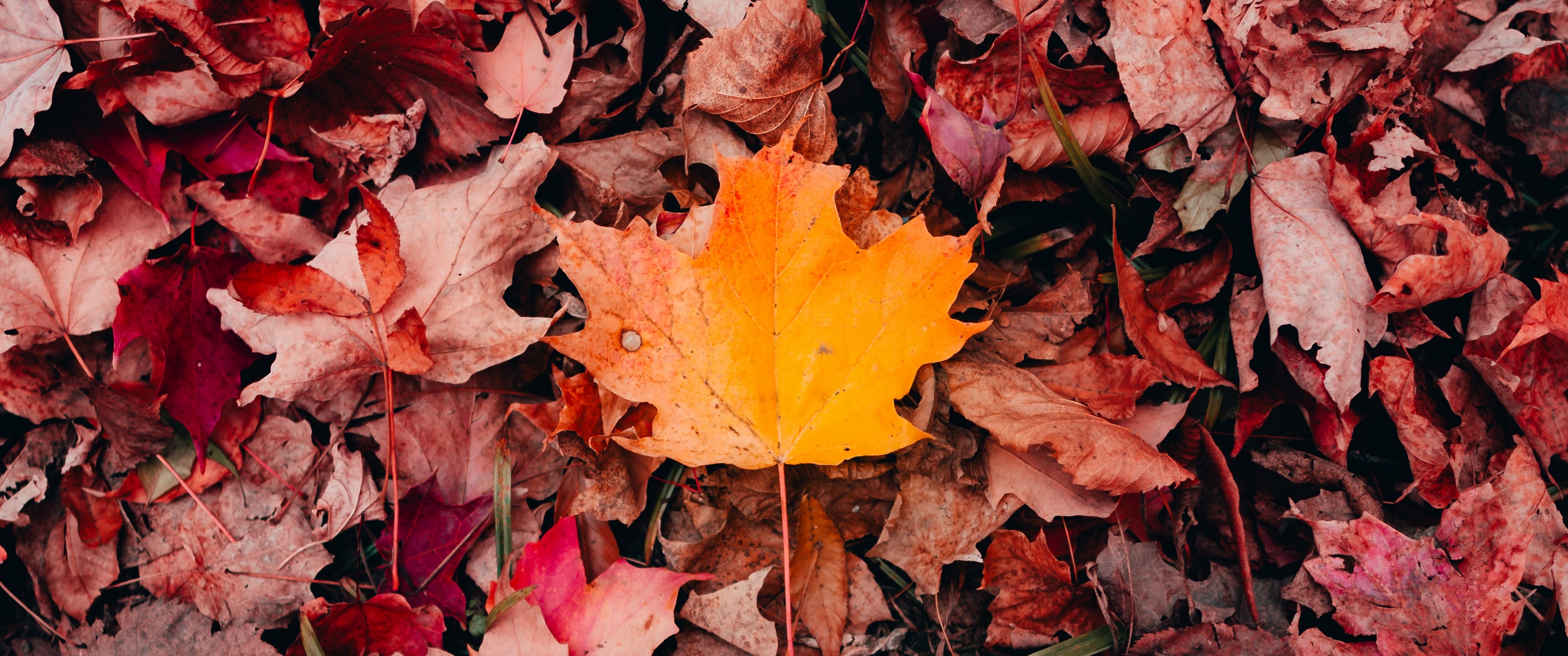 Autumn Expressions Wallpapers - Wallpaper Cave