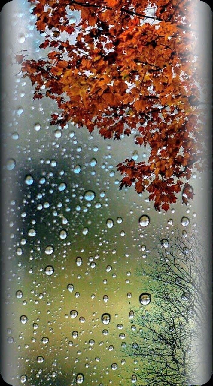 Late Summer Rain Wallpapers - Wallpaper Cave