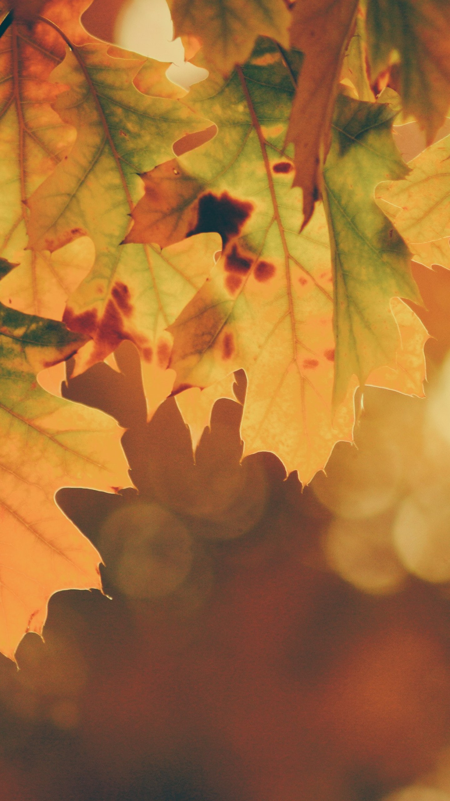 Mid Autumn Vertical Wallpapers - Wallpaper Cave