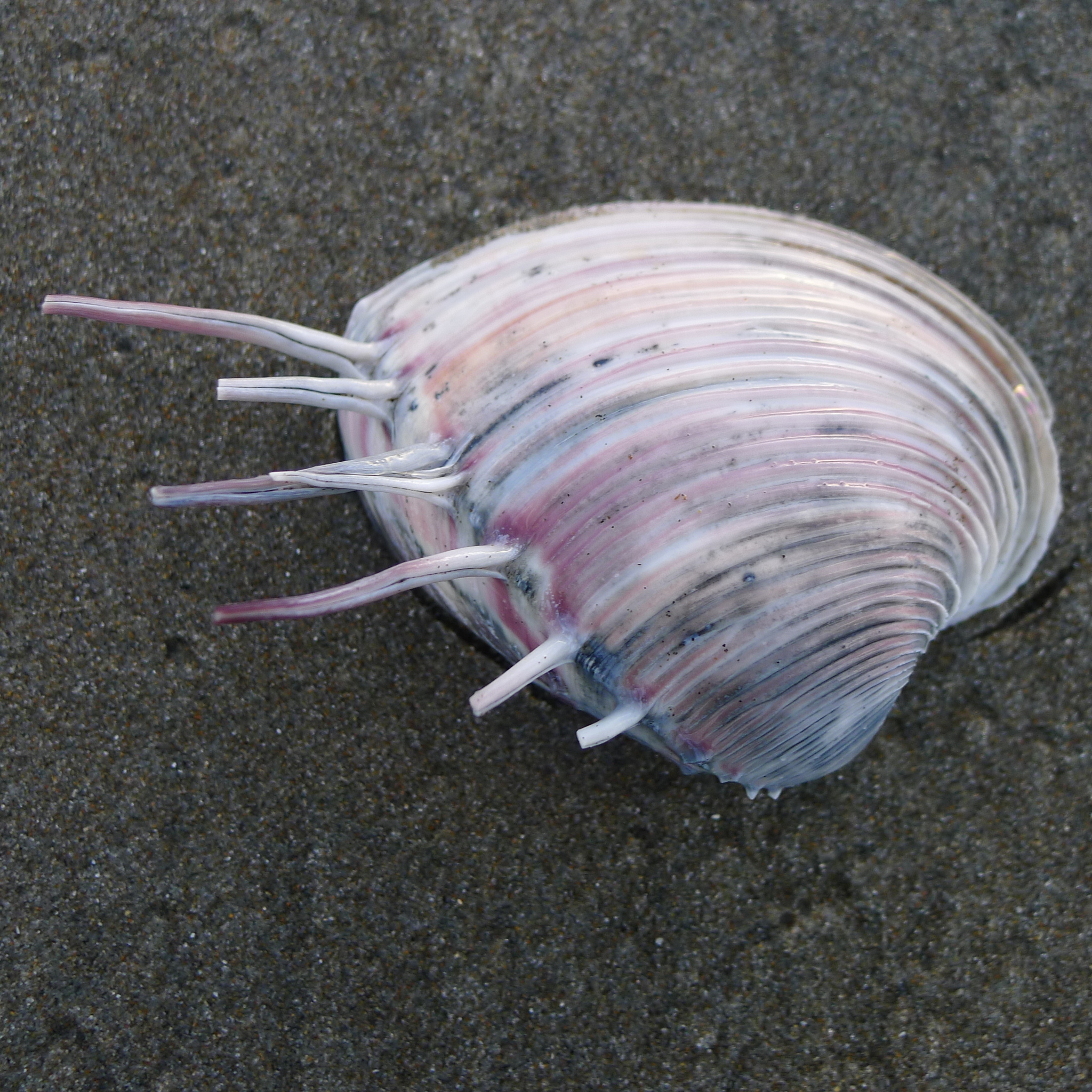 Tresus Wallpapers - Wallpaper Cave