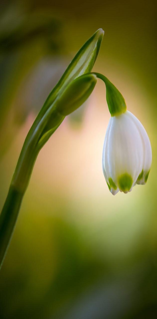 Sad Flower Wallpapers - Wallpaper Cave