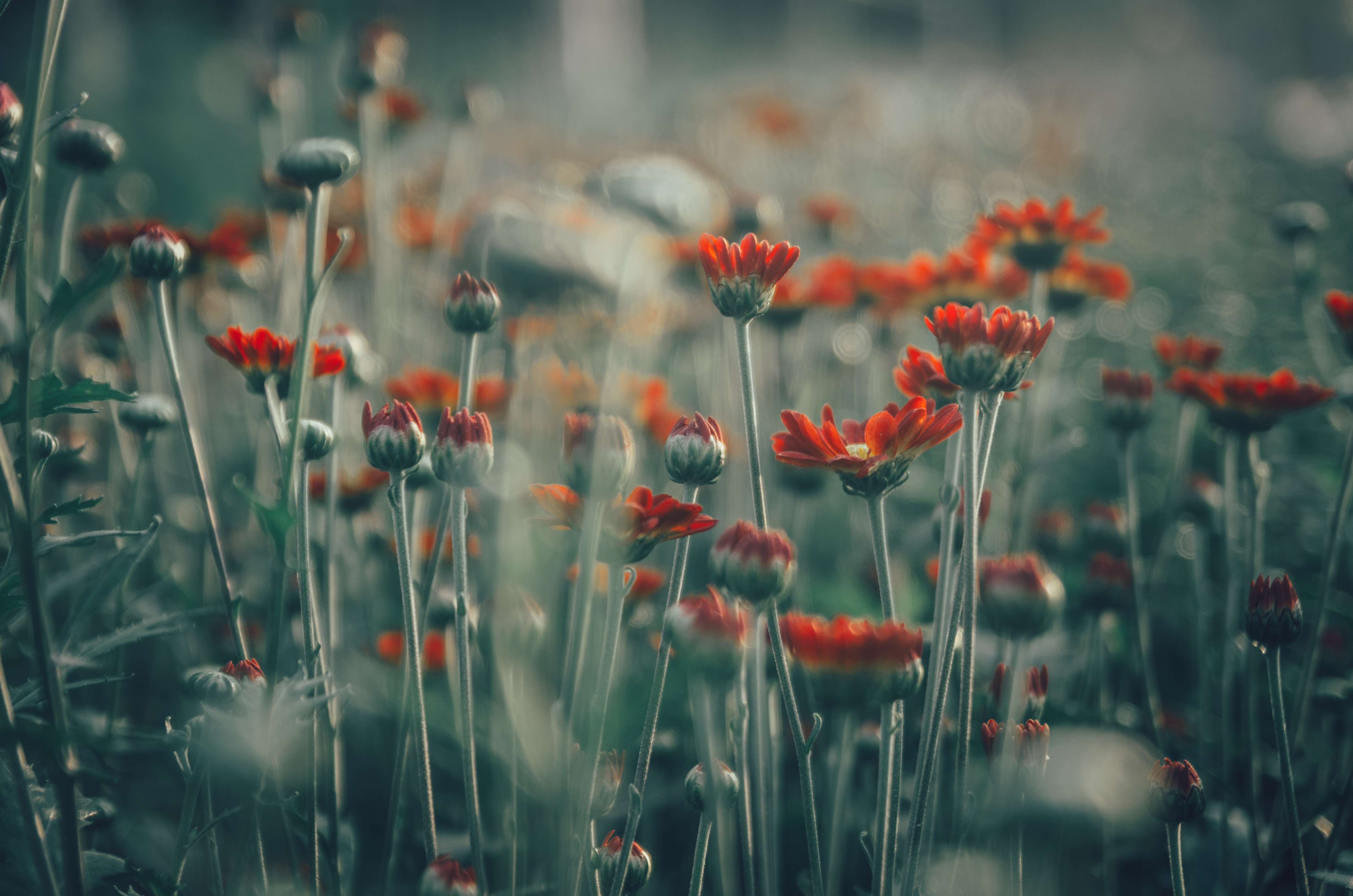 Sad Flower Wallpapers - Wallpaper Cave