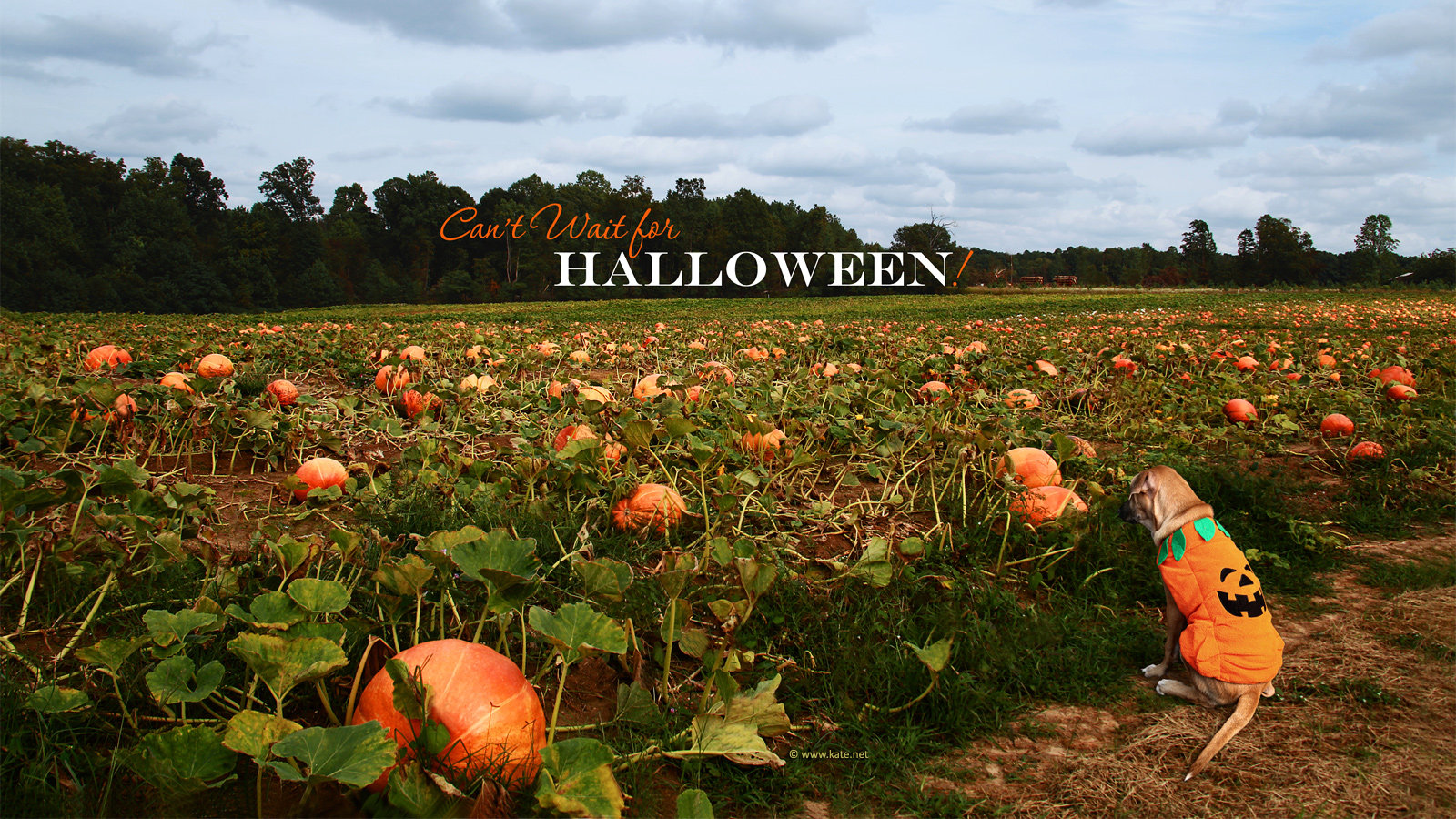 Halloween Farm Wallpapers - Wallpaper Cave