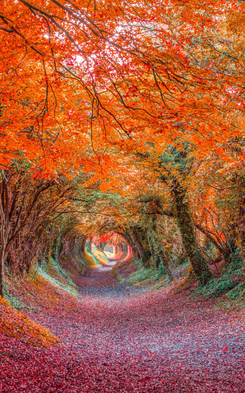 Autumn Forest Mobile Wallpapers - Wallpaper Cave