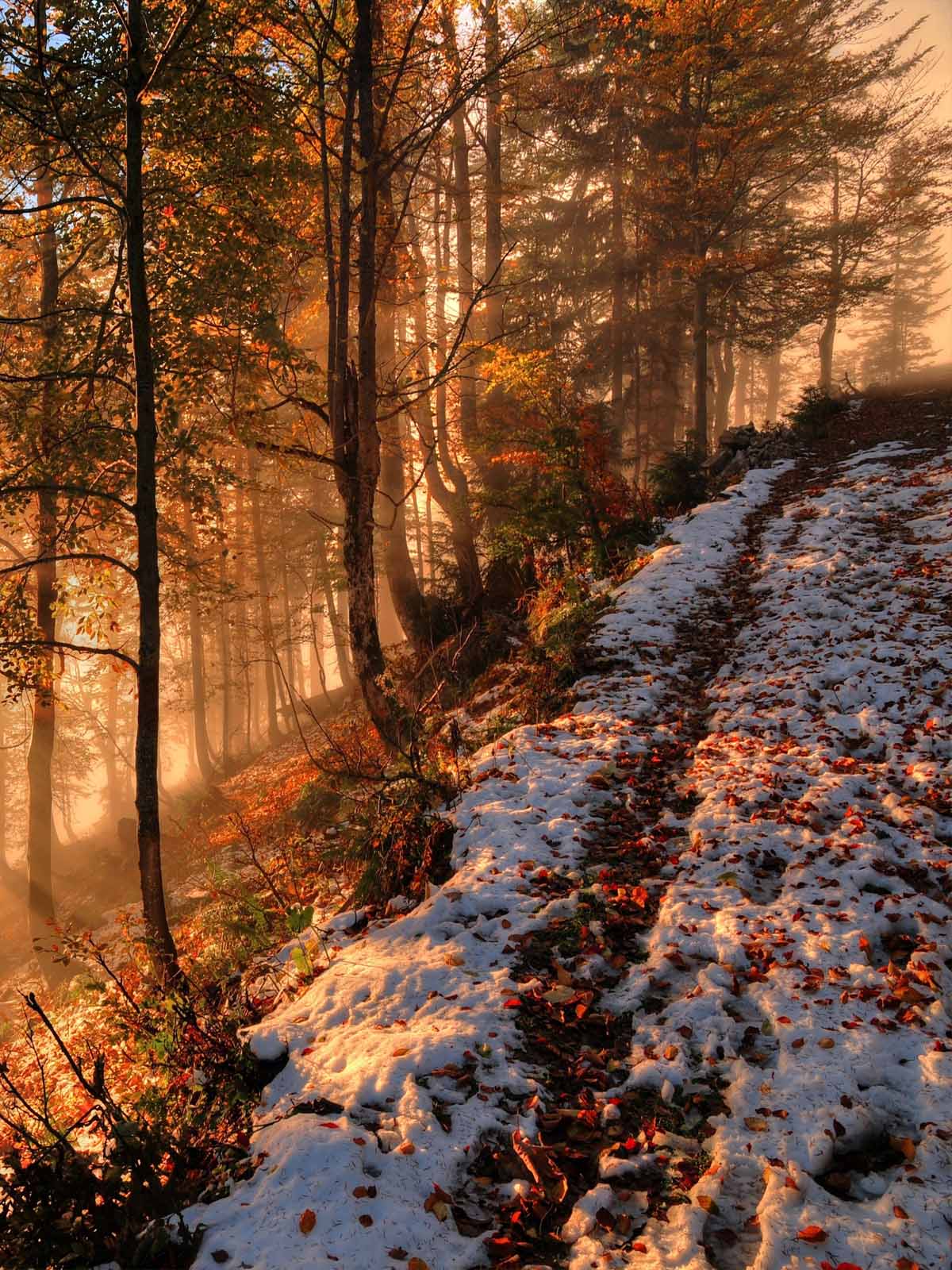 Autumn Forest Mobile Wallpapers - Wallpaper Cave