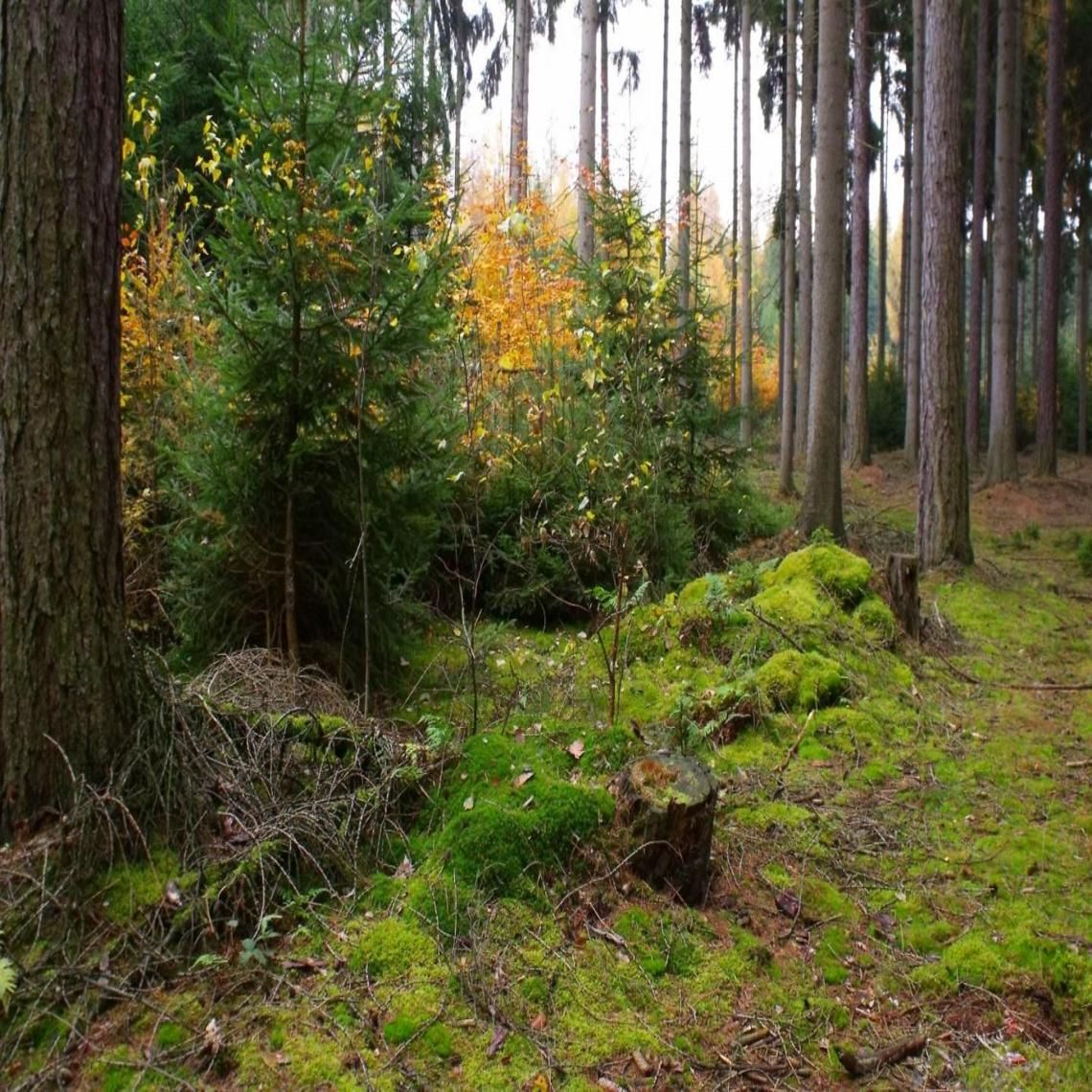 Autumn Survival Wallpapers - Wallpaper Cave