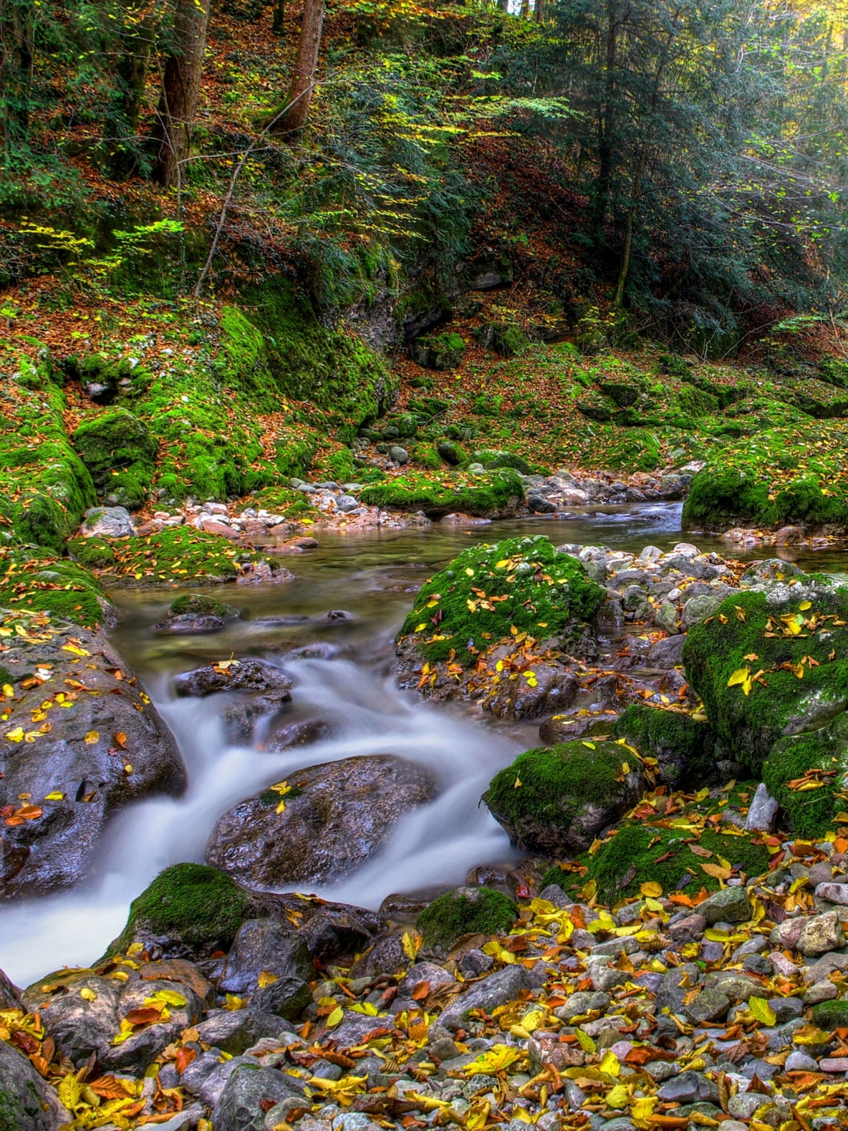 Autumn Forest Mobile Wallpapers - Wallpaper Cave