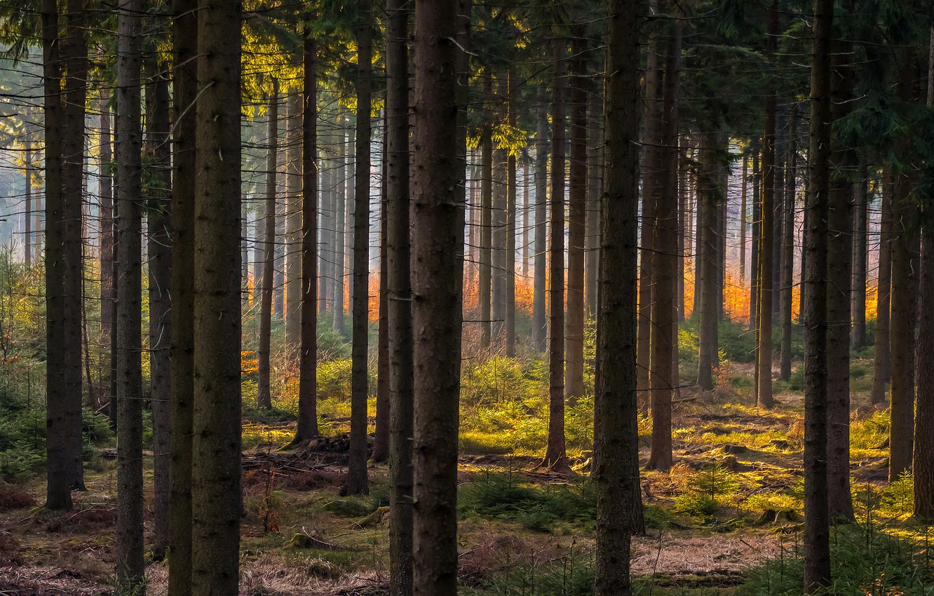 Autumn Survival Wallpapers - Wallpaper Cave