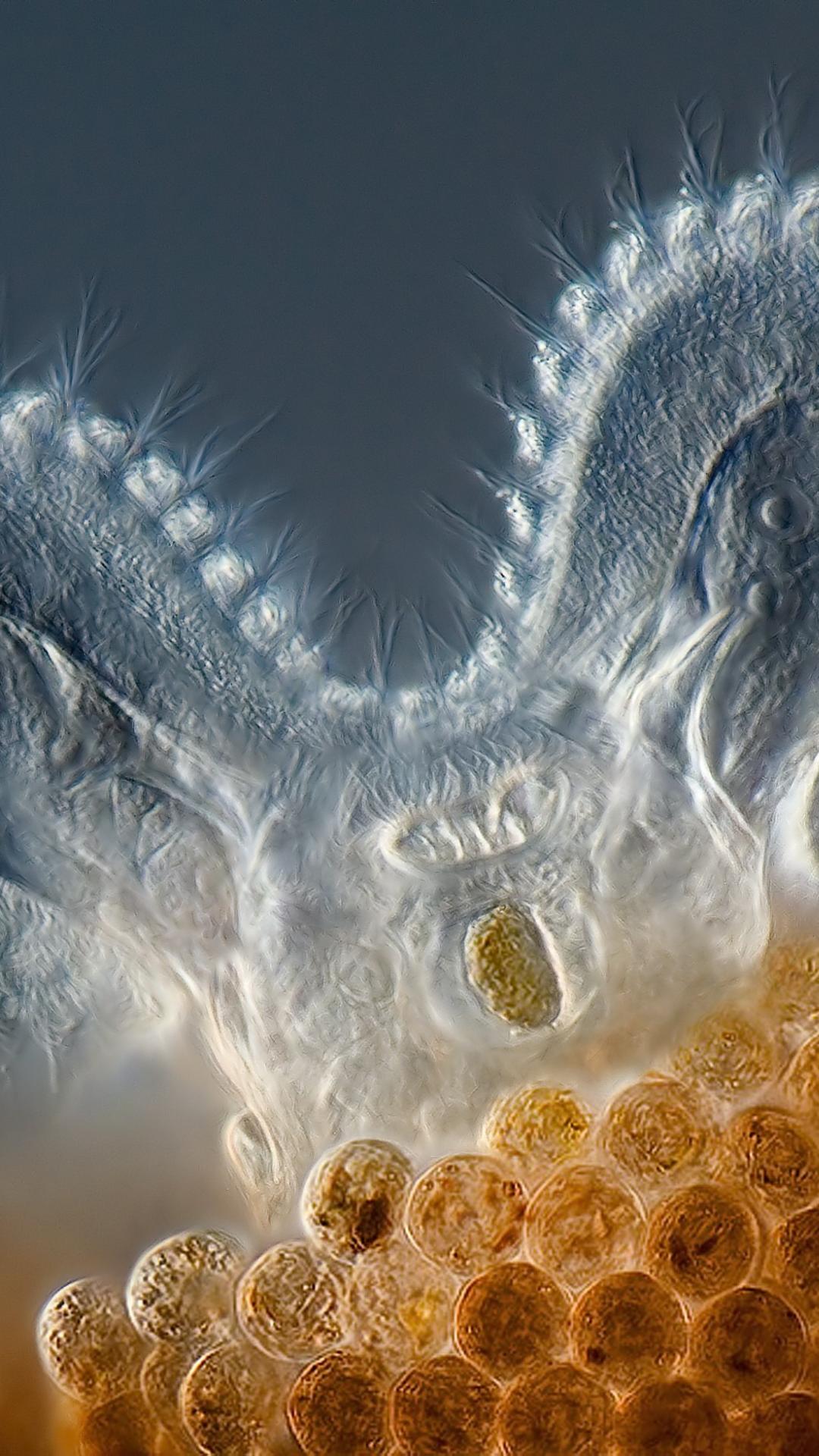 Microscopic Phone Wallpapers - Wallpaper Cave