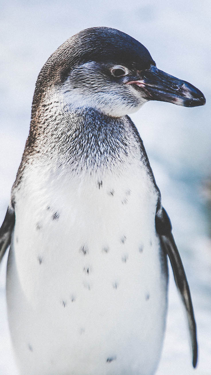 Preppy Penguin Wallpapers - Wallpaper Cave