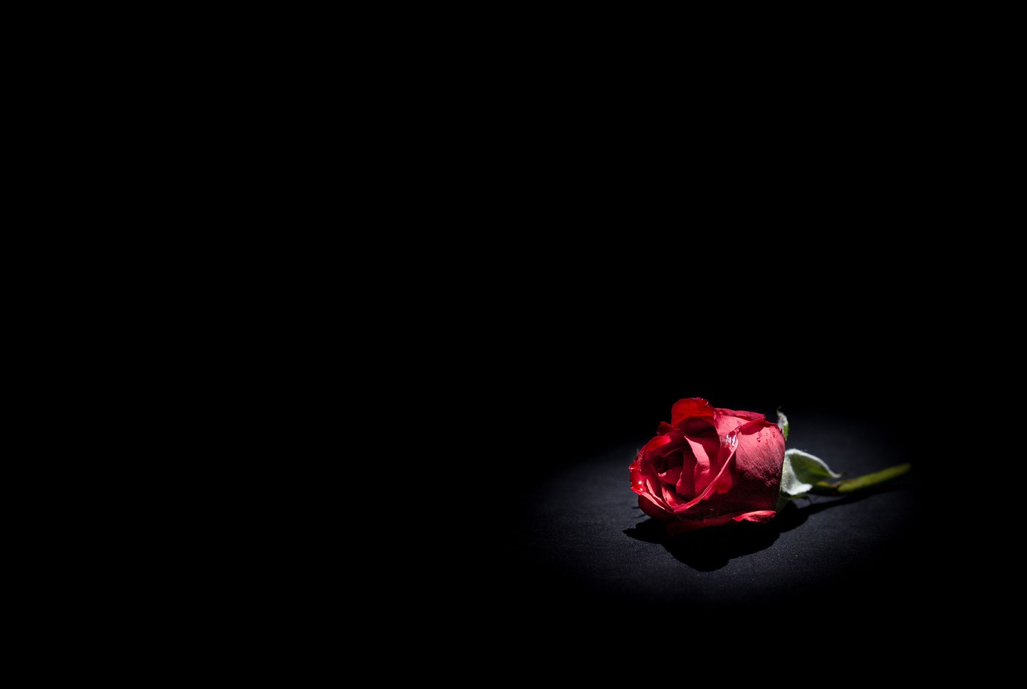 Sad Flowers Wallpapers - Wallpaper Cave