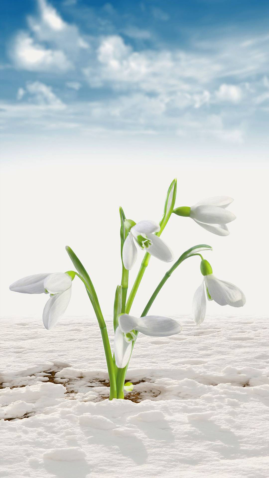 Sad Flowers Wallpapers - Wallpaper Cave