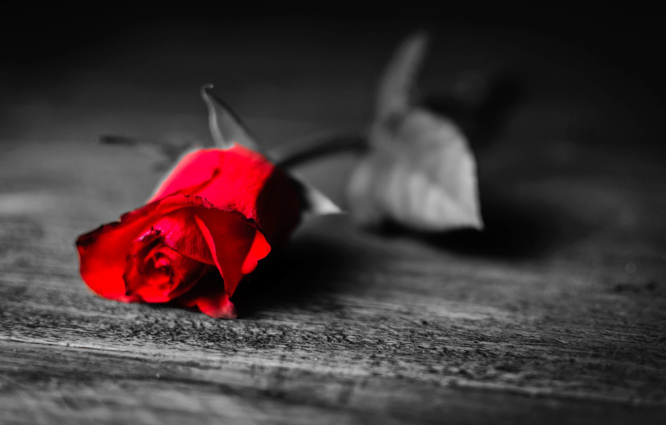 Sad Flowers Wallpapers - Wallpaper Cave