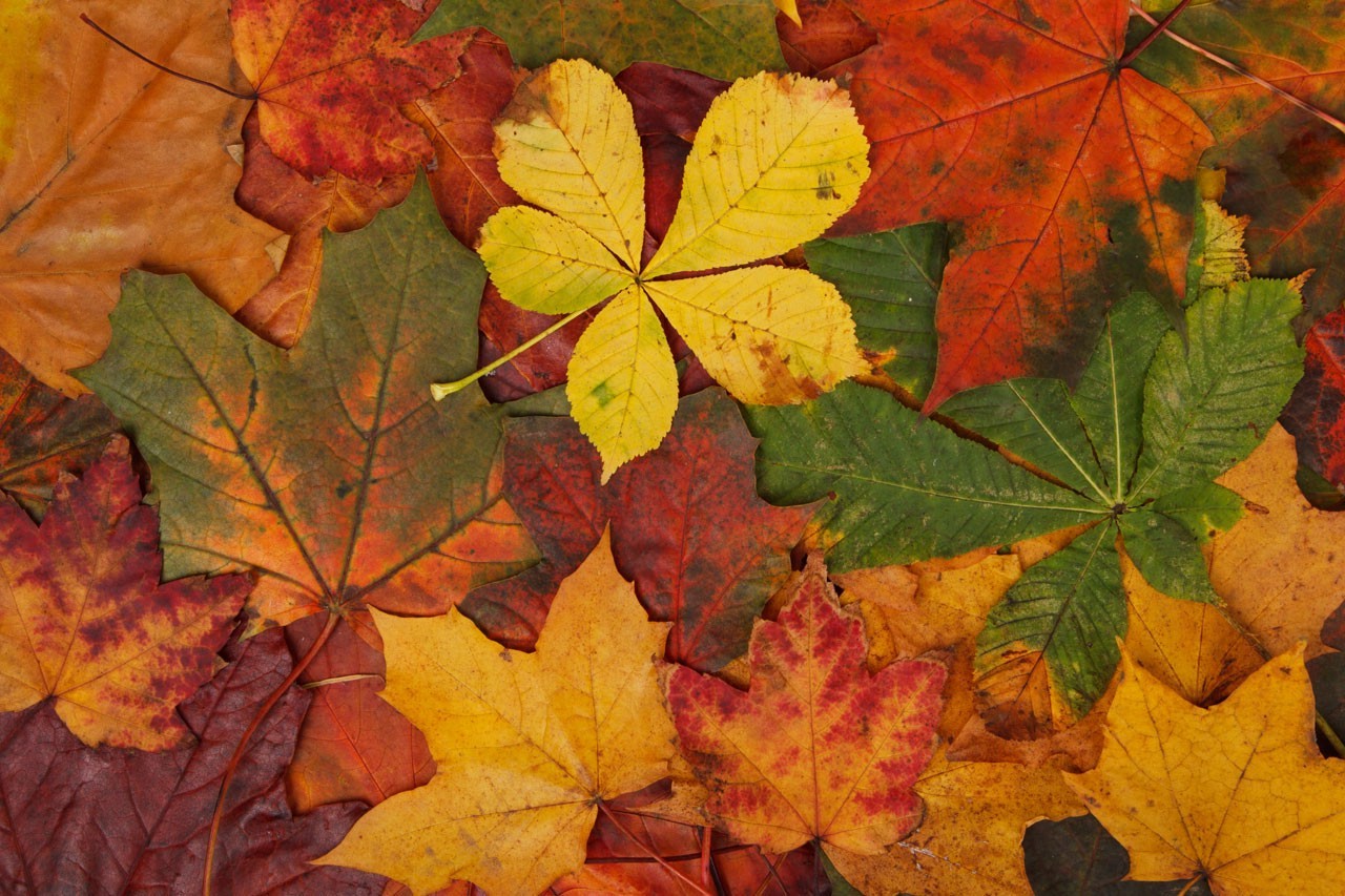 Colorful Autumn Leaves HD Wallpapers - Wallpaper Cave