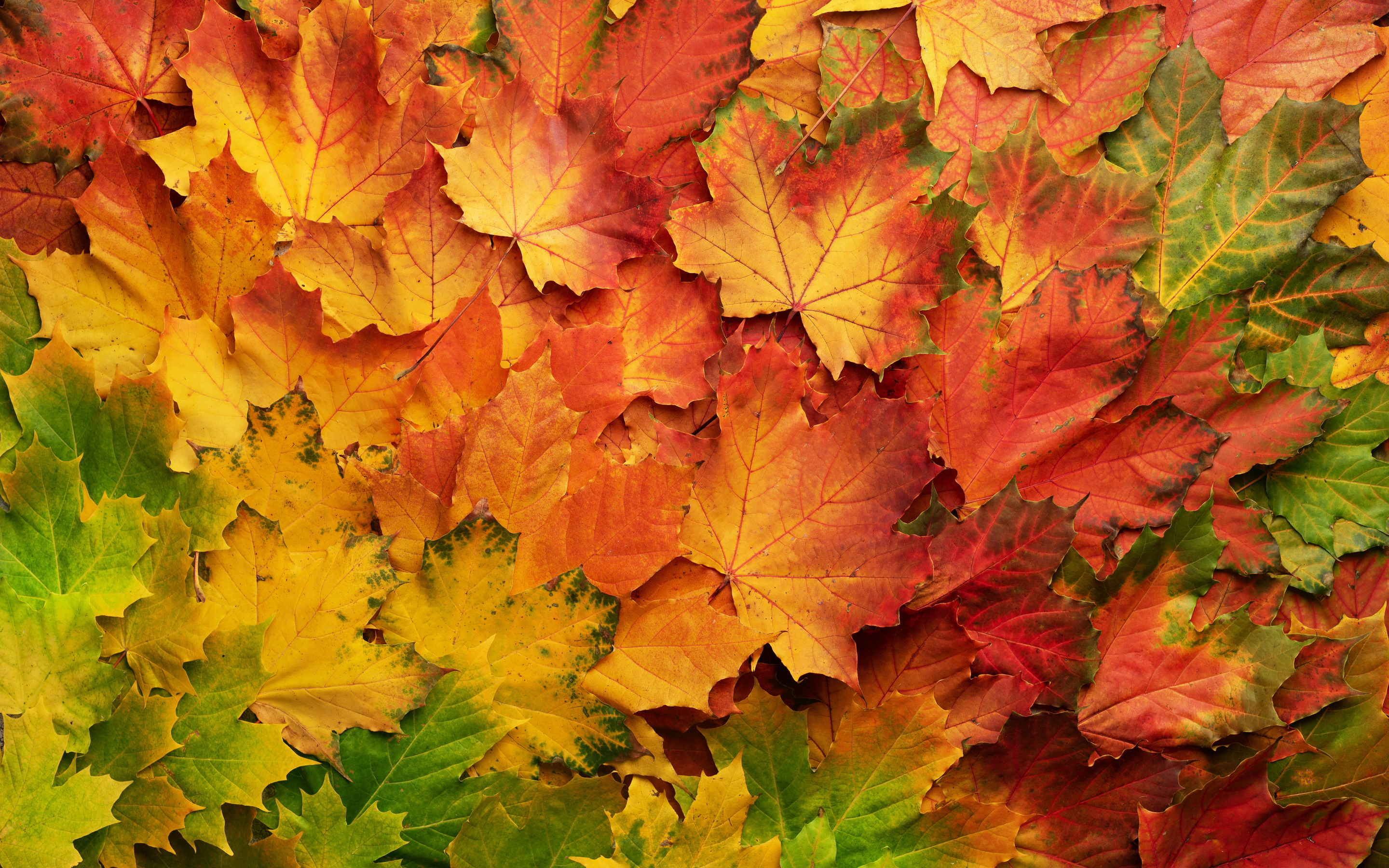 Gradient Autumn Wallpapers - Wallpaper Cave