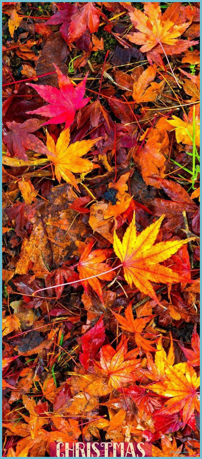 Autumn For iPhone Wallpapers - Wallpaper Cave