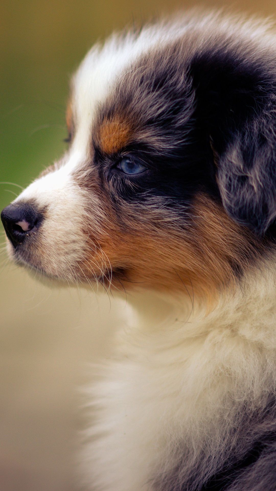 Aussie Dog Wallpapers - Wallpaper Cave