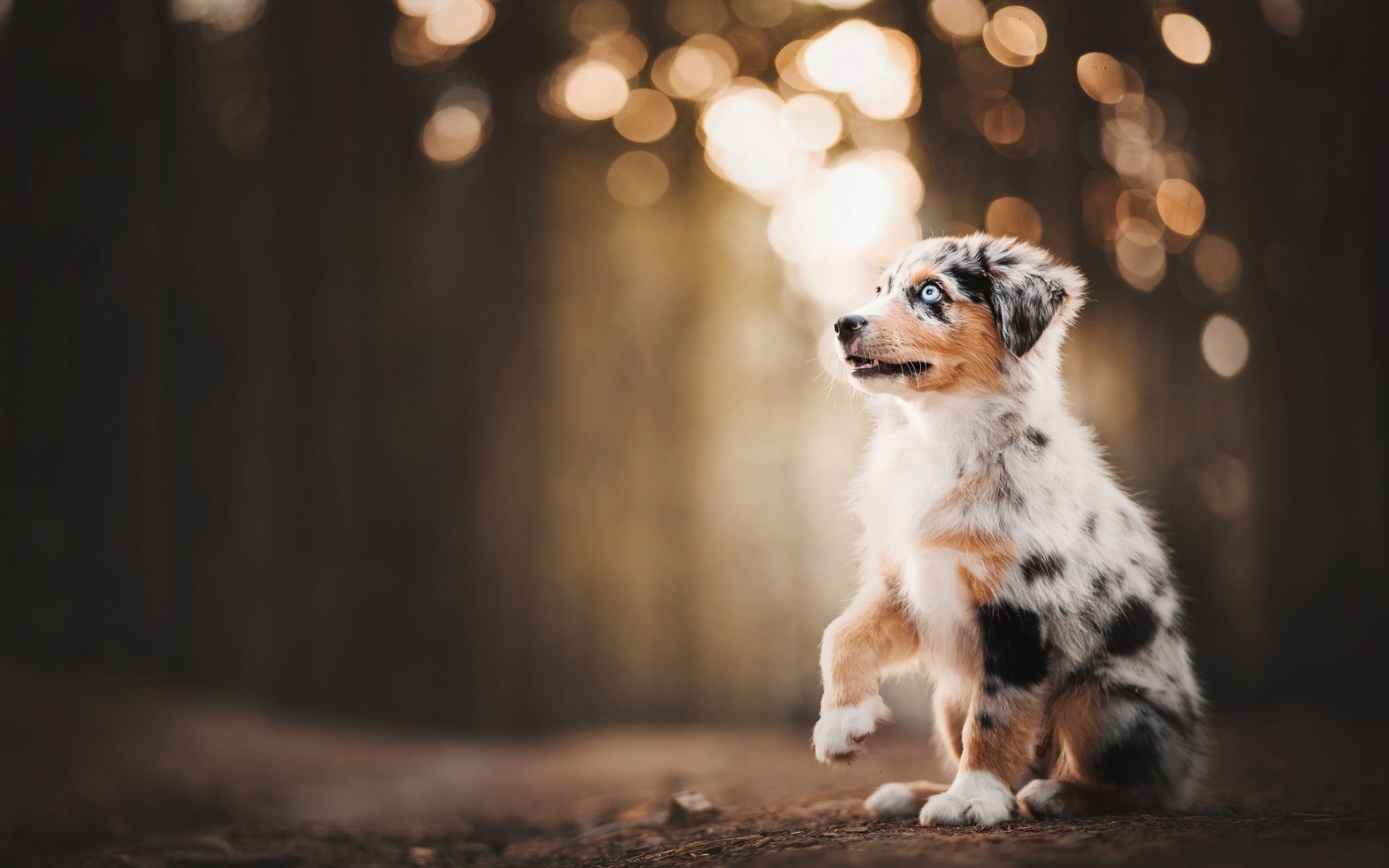 Aussie Dog Wallpapers - Wallpaper Cave